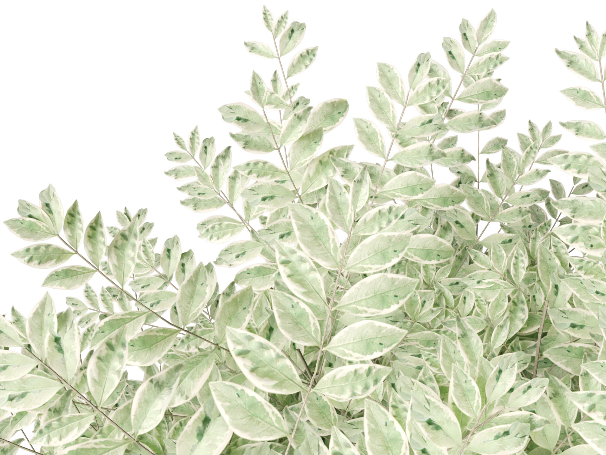 Ligustrum Sinense Variegatum - Variegated Chinese Privet 3D Model by ...