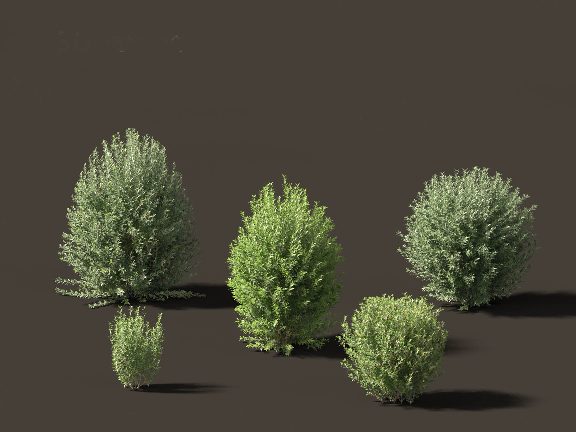 Ligustrum Vulgare - European Privet 01 3D Model by 3dgardenplants