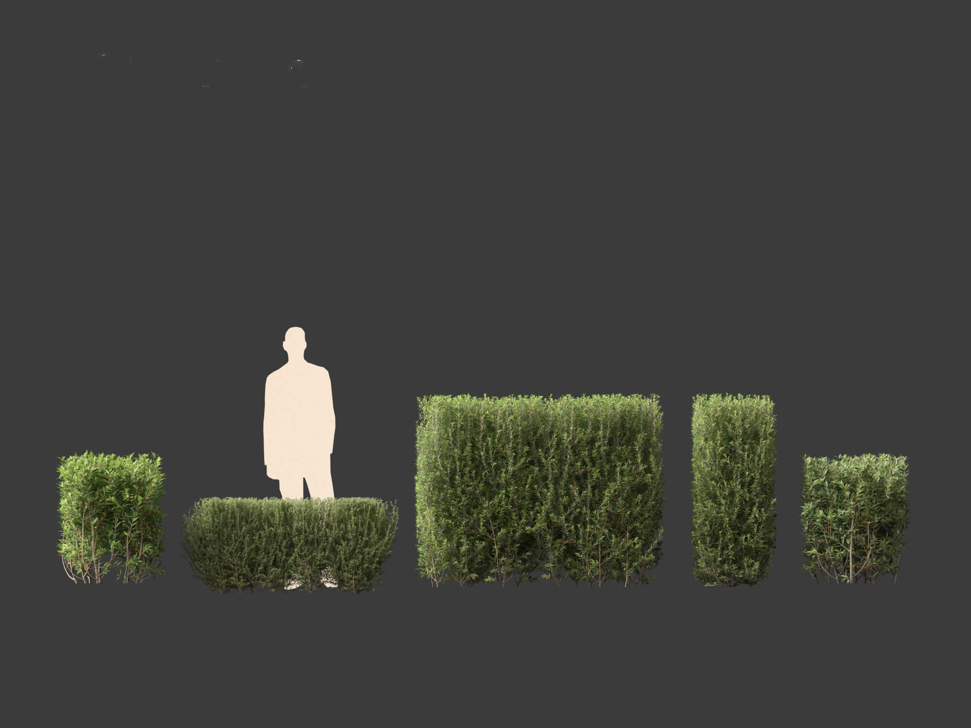 Ligustrum Vulgare - European Privet 02 3D Model by 3dgardenplants