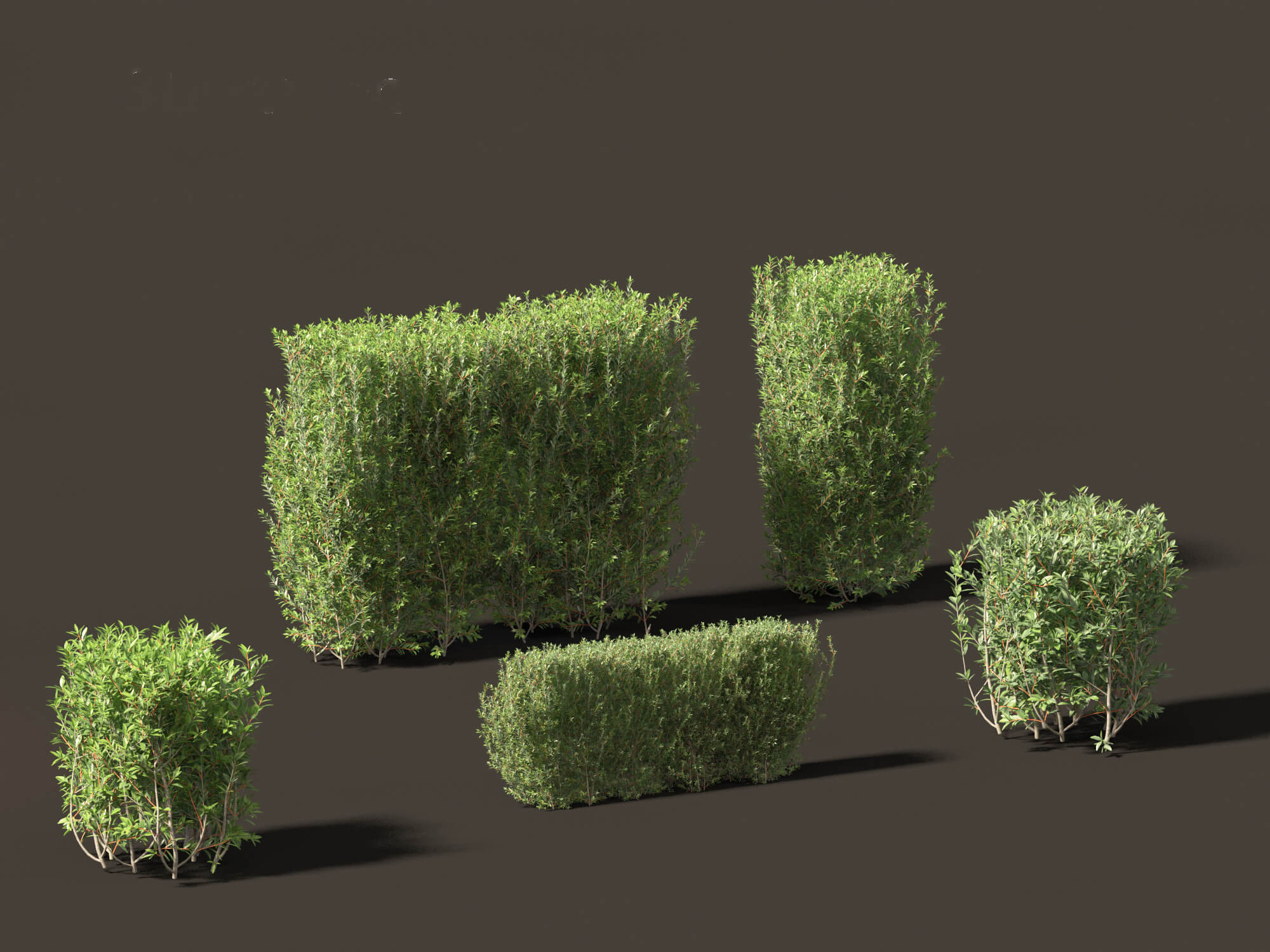 Ligustrum Vulgare - European Privet 02 3D Model by 3dgardenplants