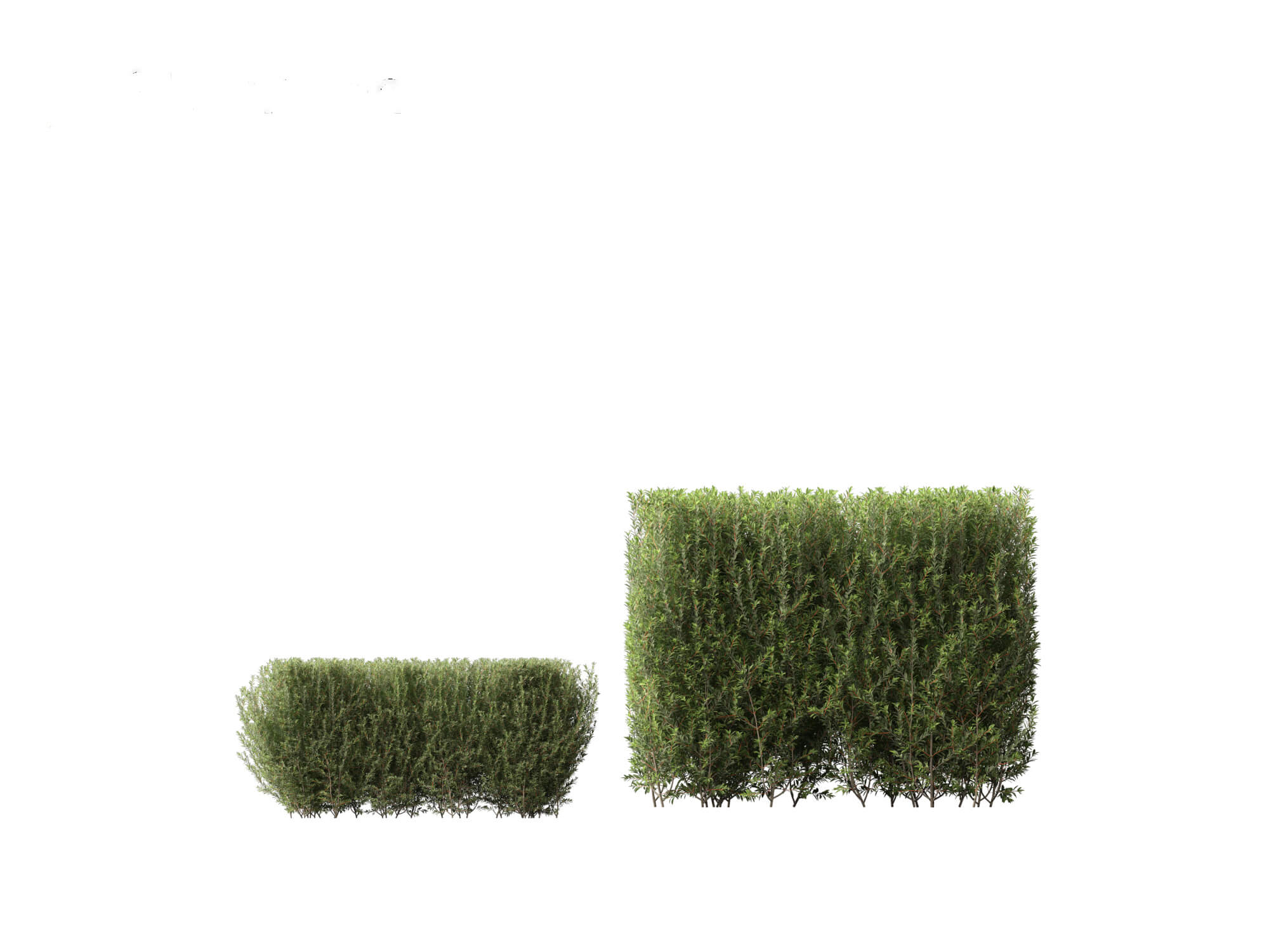 Ligustrum Vulgare - European Privet 02 3D Model by 3dgardenplants