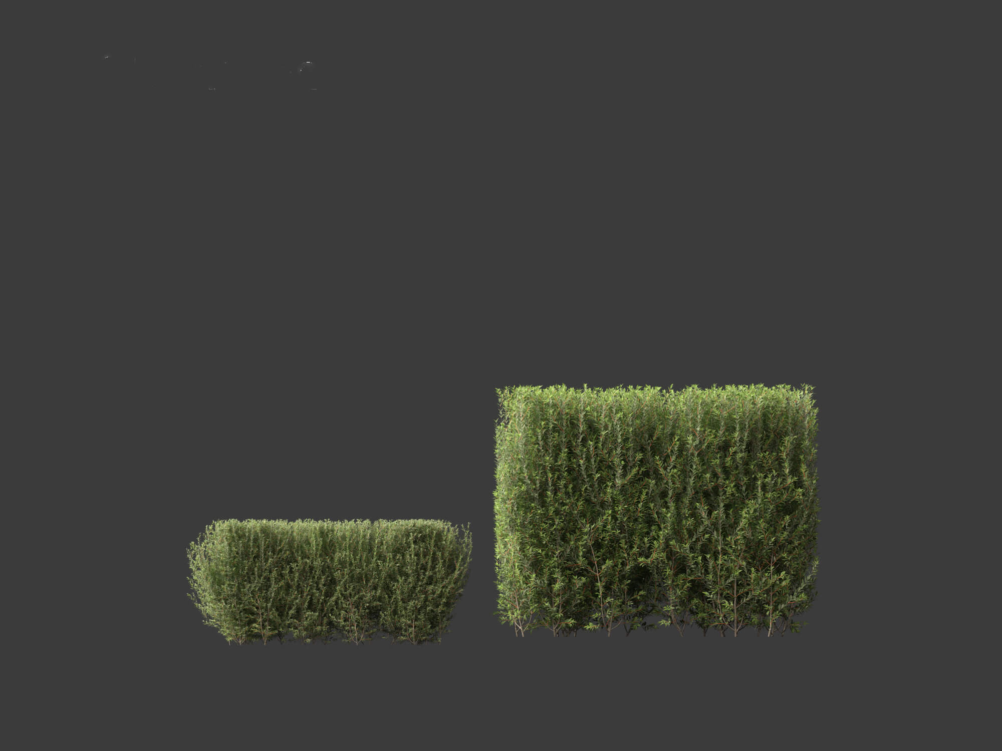 Ligustrum Vulgare - European Privet 02 3D Model by 3dgardenplants