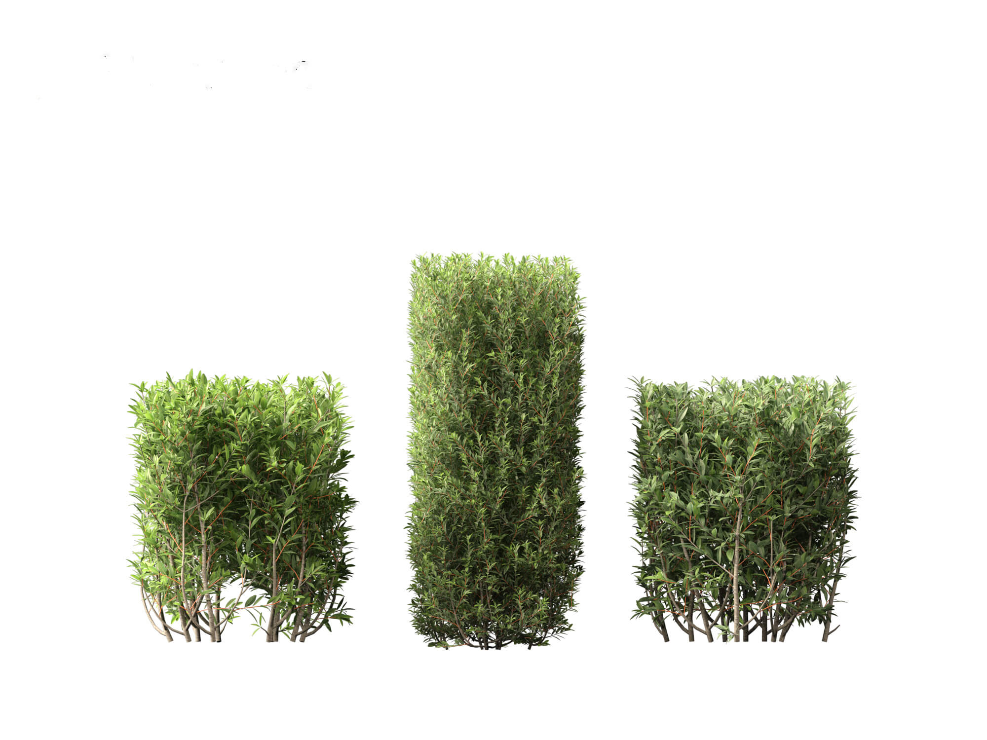 Ligustrum Vulgare - European Privet 02 3D Model by 3dgardenplants