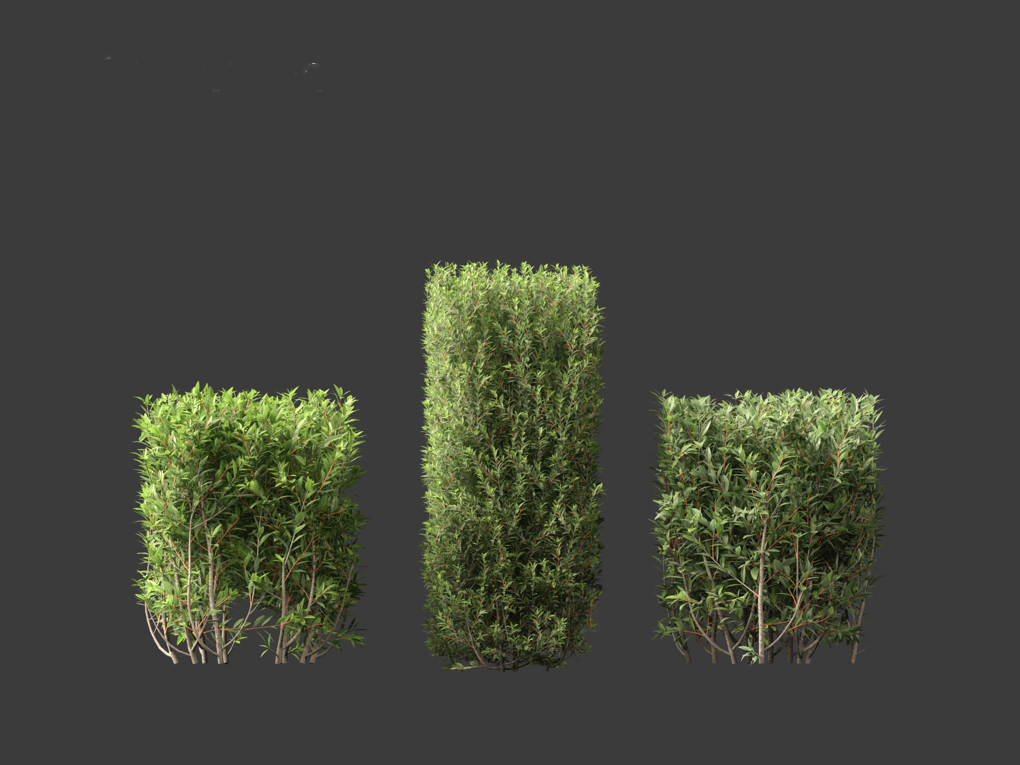 Ligustrum Vulgare - European Privet 02 3D Model by 3dgardenplants
