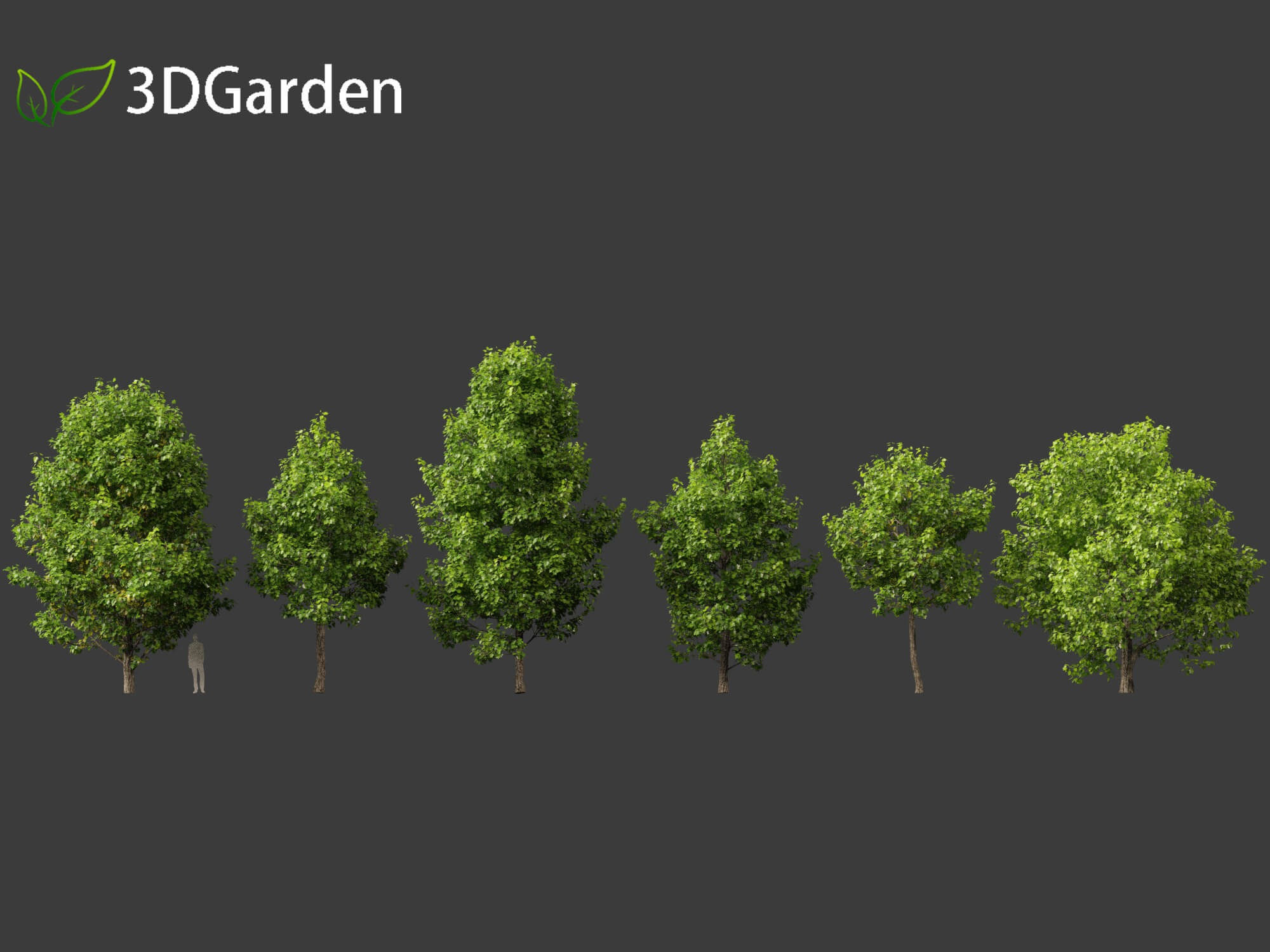 Liriodendron Tulipifera – Tulip Tree 01 - 3D Model by 3dgardenplants