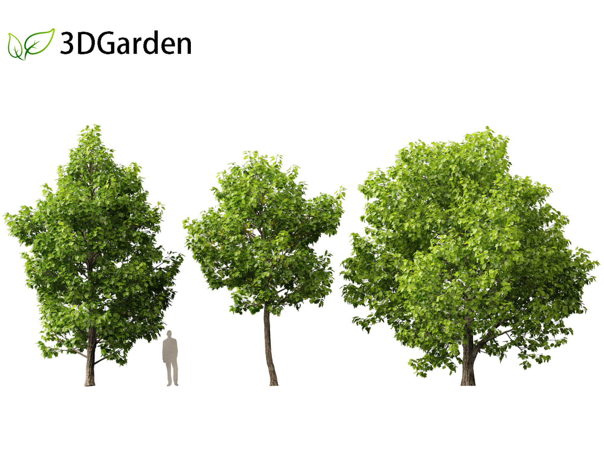 Liriodendron Tulipifera – Tulip Tree 01 - 3D Model by 3dgardenplants