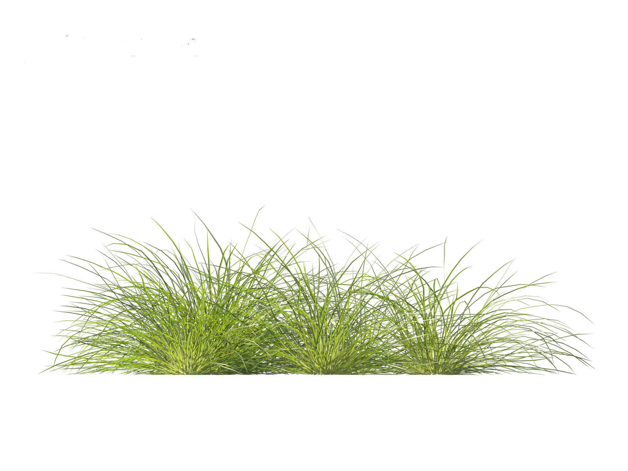 Lomandra Fluviatilis - Mat Rush 3D Model by 3dgardenplants