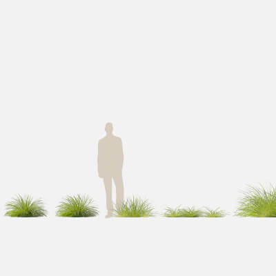 Lomandra Fluviatilis - Mat Rush 3D Model by 3dgardenplants