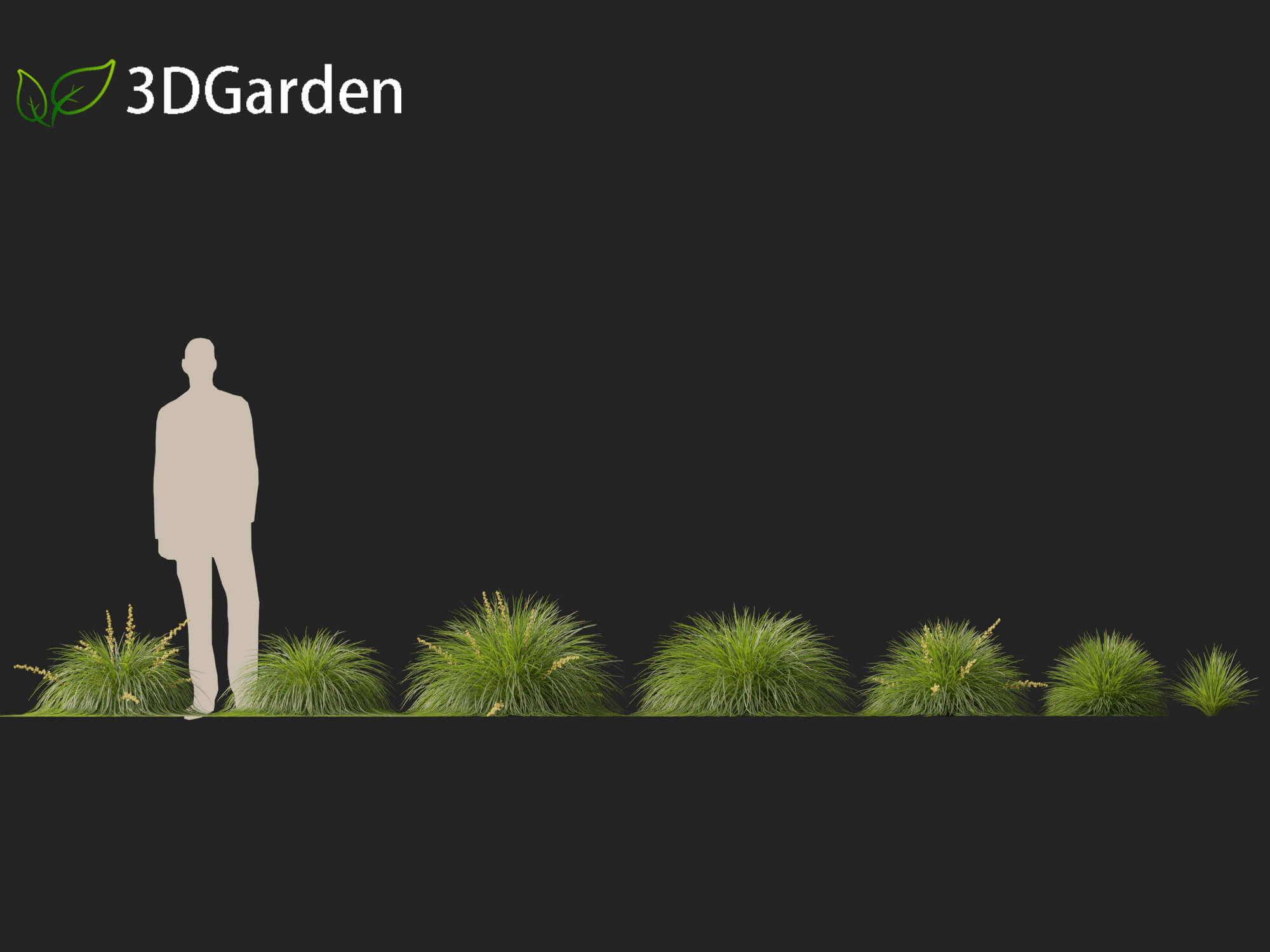 Lomandra Lime Tuff – Mat Rush - 3D Model by 3dgardenplants