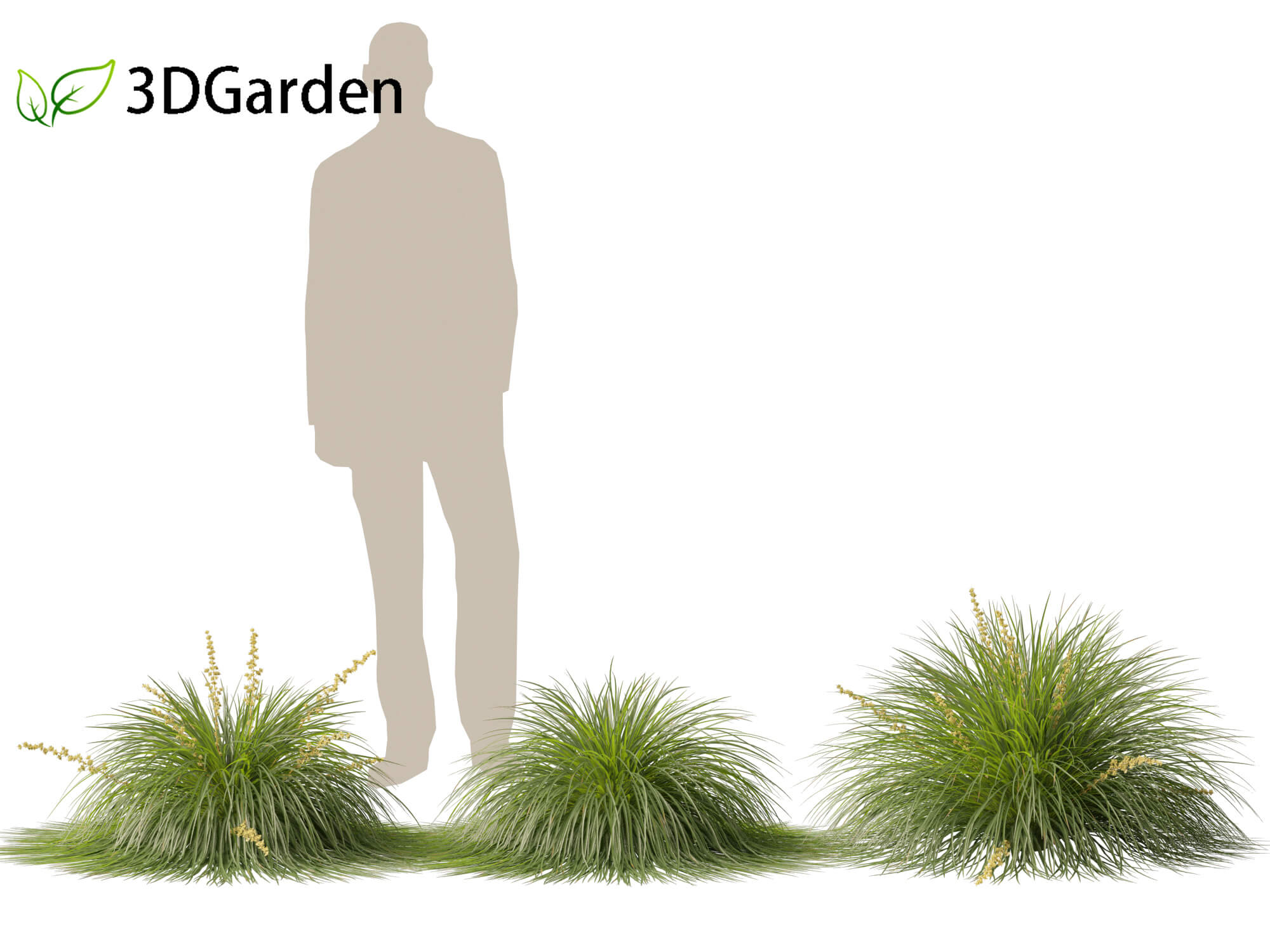 Lomandra Lime Tuff – Mat Rush - 3D Model by 3dgardenplants