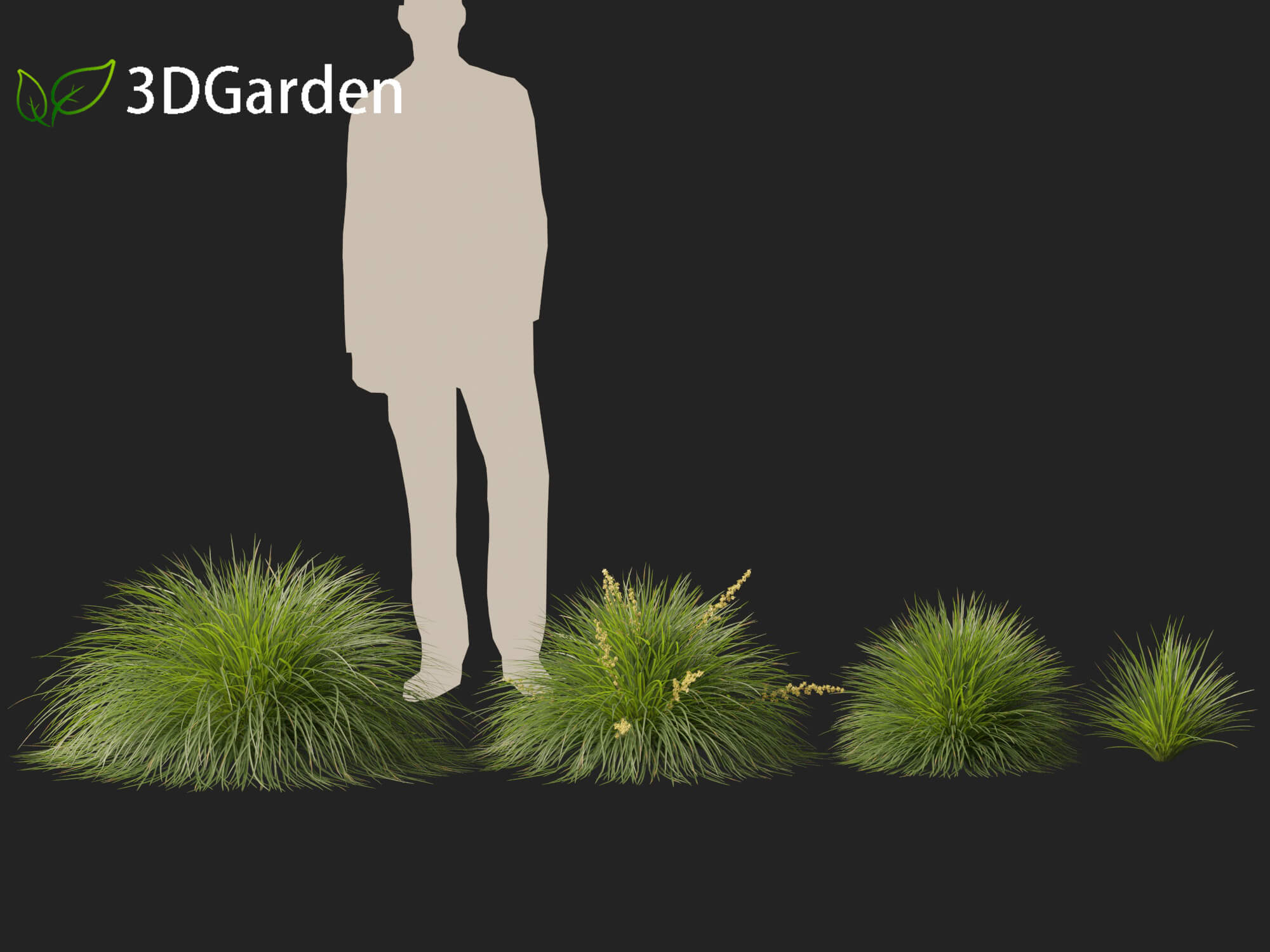 Lomandra Lime Tuff – Mat Rush - 3D Model by 3dgardenplants