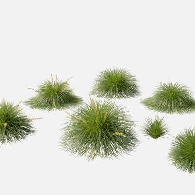 Lomandra Lime Tuff – Mat Rush - 3D Model by 3dgardenplants