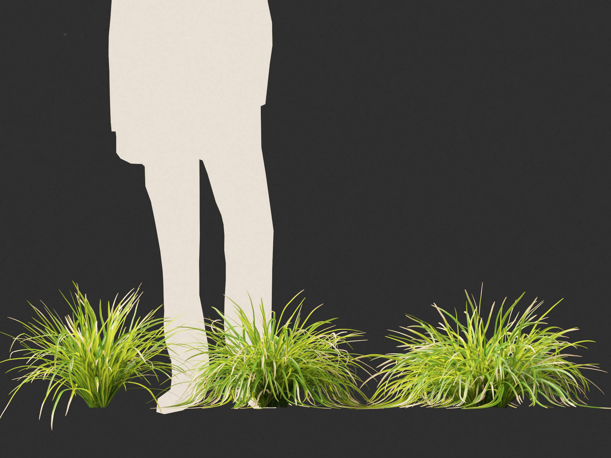 Lomandra Longifolia - Spiny-Head Mat-Rush 3D Model by 3dgardenplants