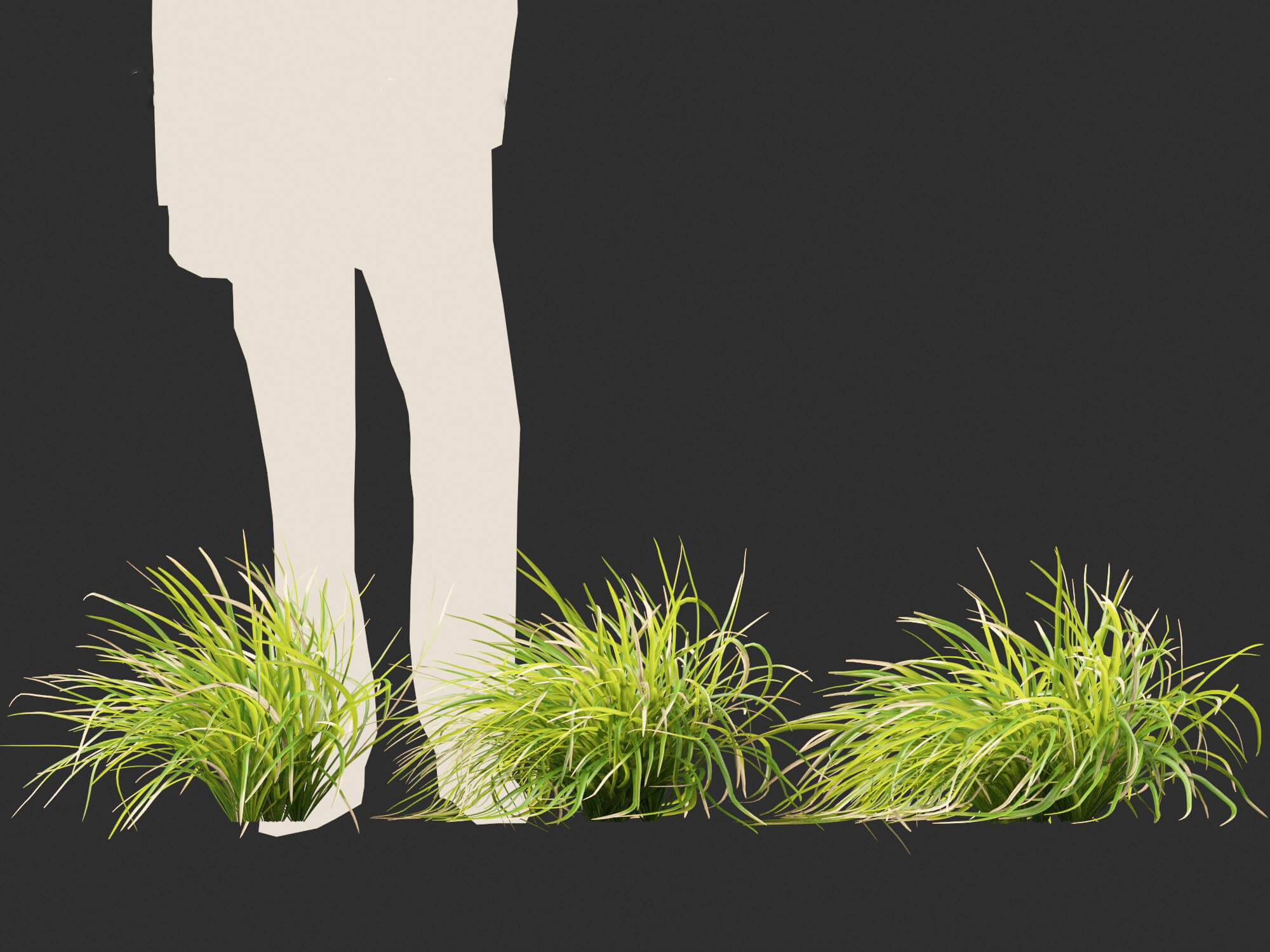 Lomandra Longifolia - Spiny-Head Mat-Rush 3D Model by 3dgardenplants