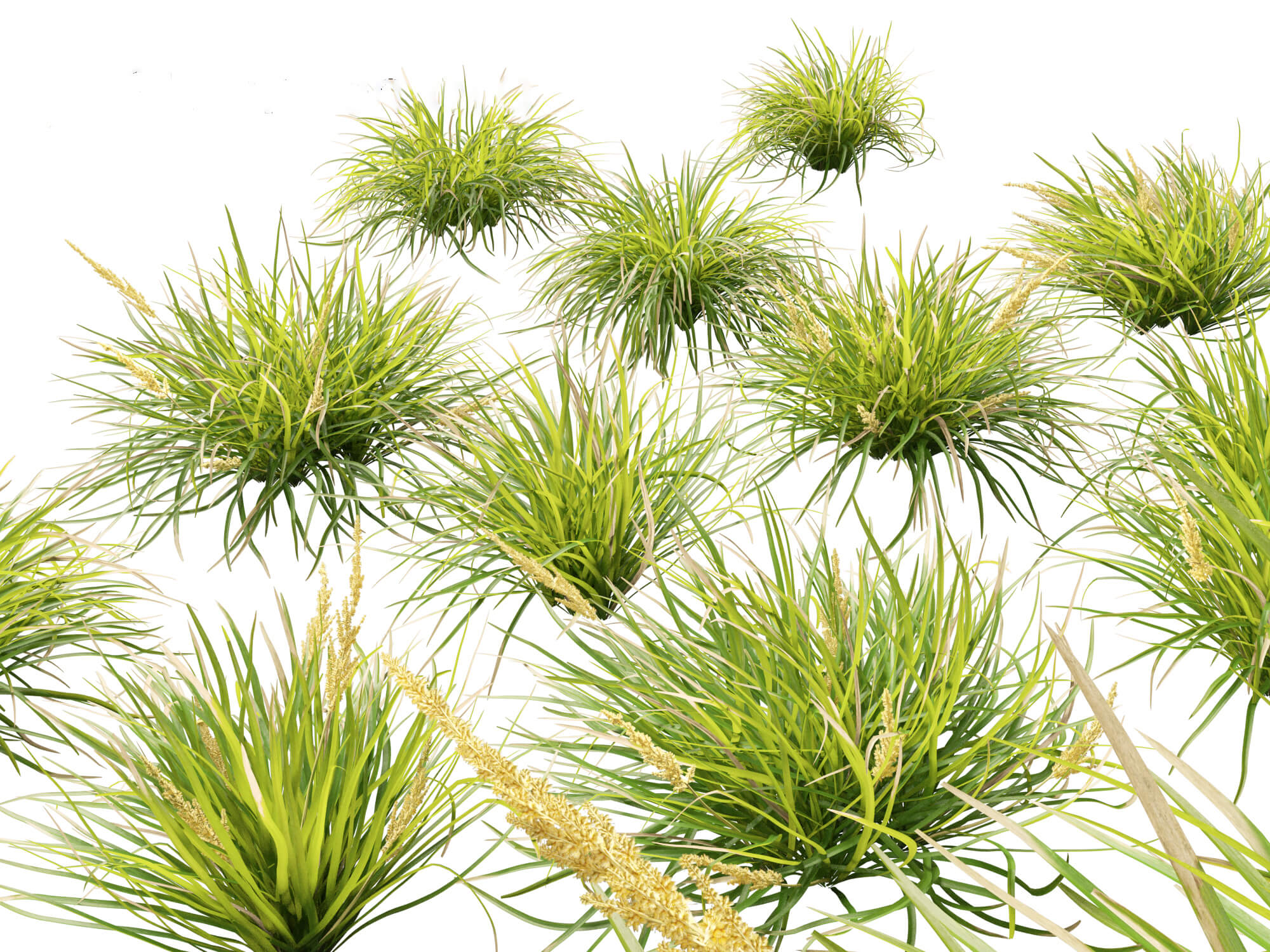 Lomandra Longifolia - Spiny-Head Mat-Rush 3D Model by 3dgardenplants