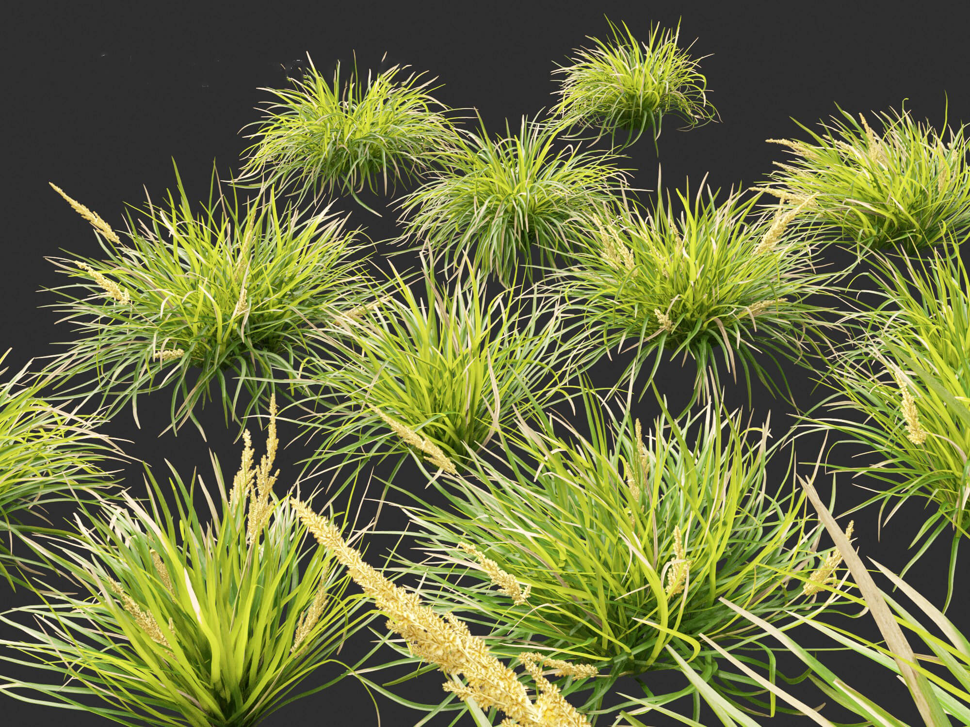 Lomandra Longifolia - Spiny-Head Mat-Rush 3D Model by 3dgardenplants