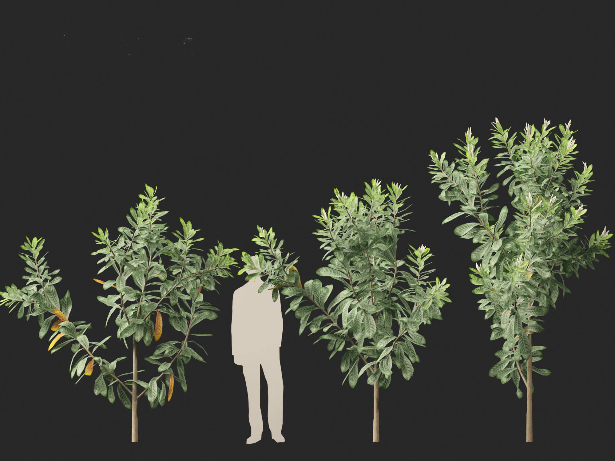 Loquat - Bigleaf Hydrangea Tree Free 3D Model by 3dgardenplants