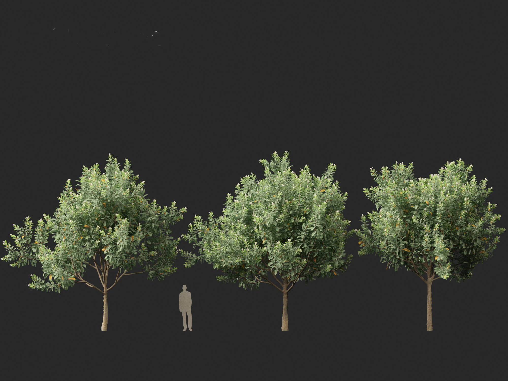Loquat - Bigleaf Hydrangea Tree 3D Model by 3dgardenplants