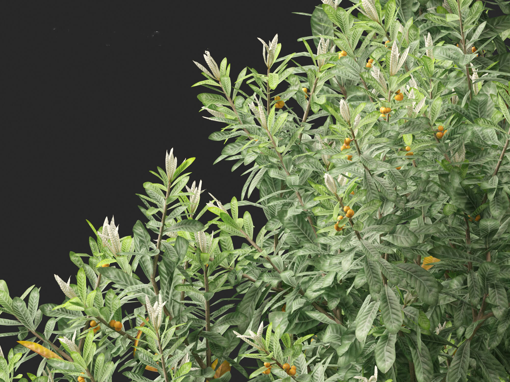 Loquat - Bigleaf Hydrangea Tree 3D Model by 3dgardenplants