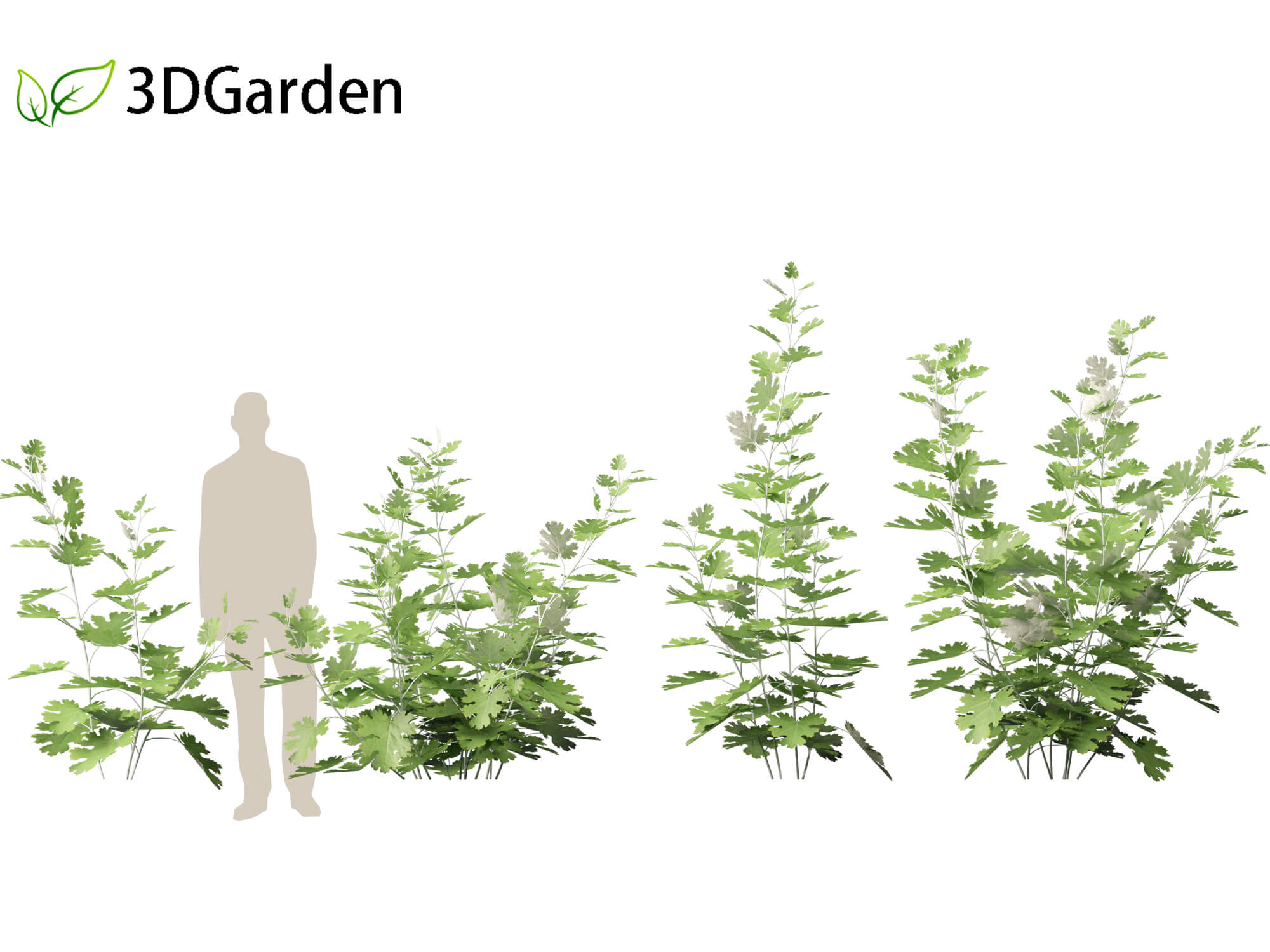 Macleaya Microcarpa - Plume Poppies 3D Model by 3dgardenplants