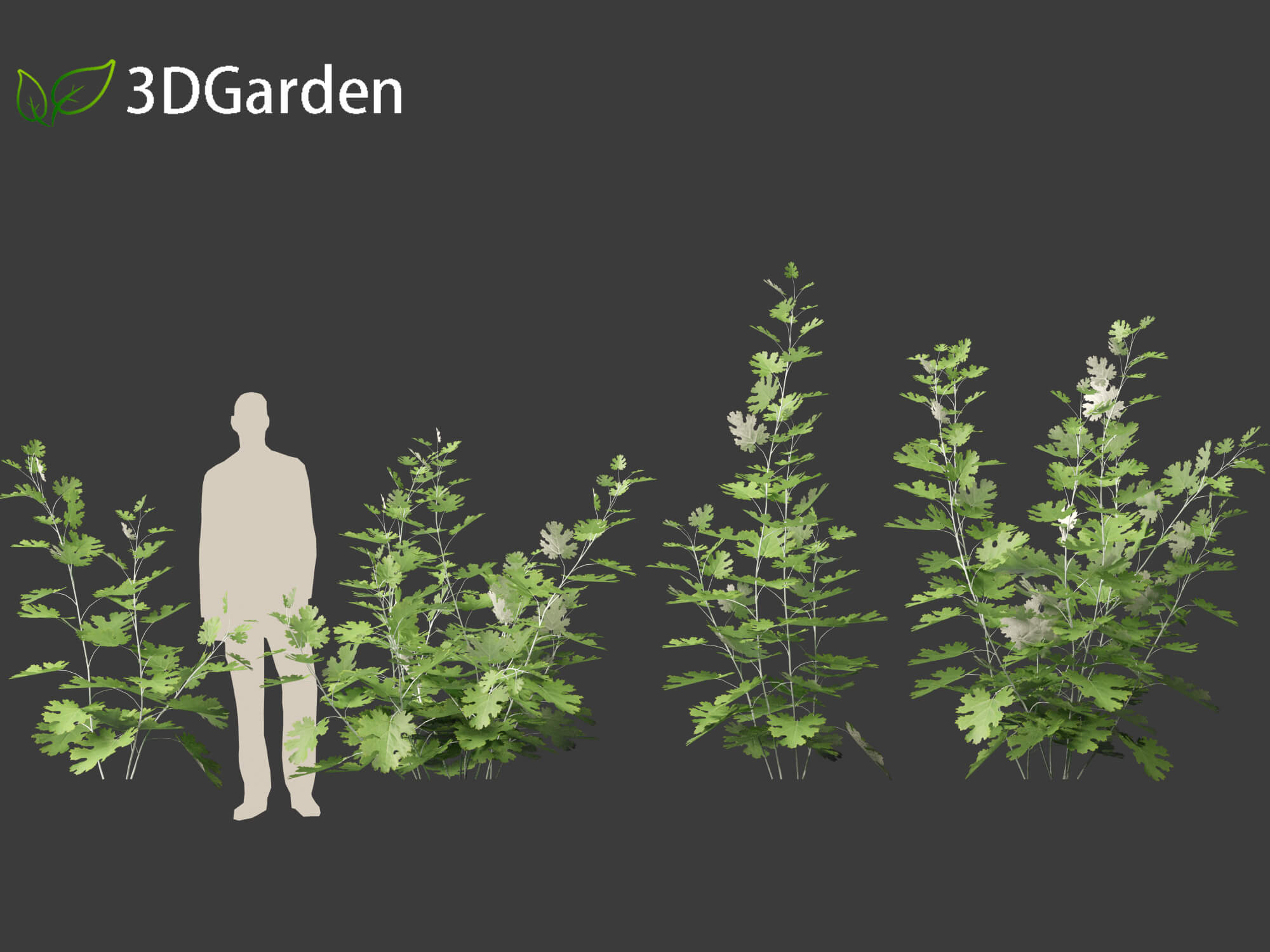 Macleaya Microcarpa - Plume Poppies 3D Model by 3dgardenplants