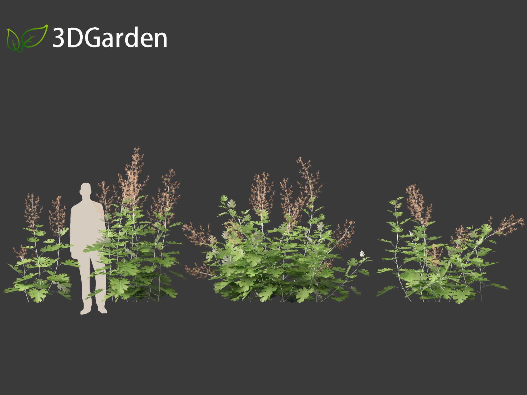 Macleaya Microcarpa - Plume Poppies 3D Model by 3dgardenplants