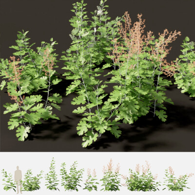 Macleaya Microcarpa - Plume Poppies 3D Model by 3dgardenplants