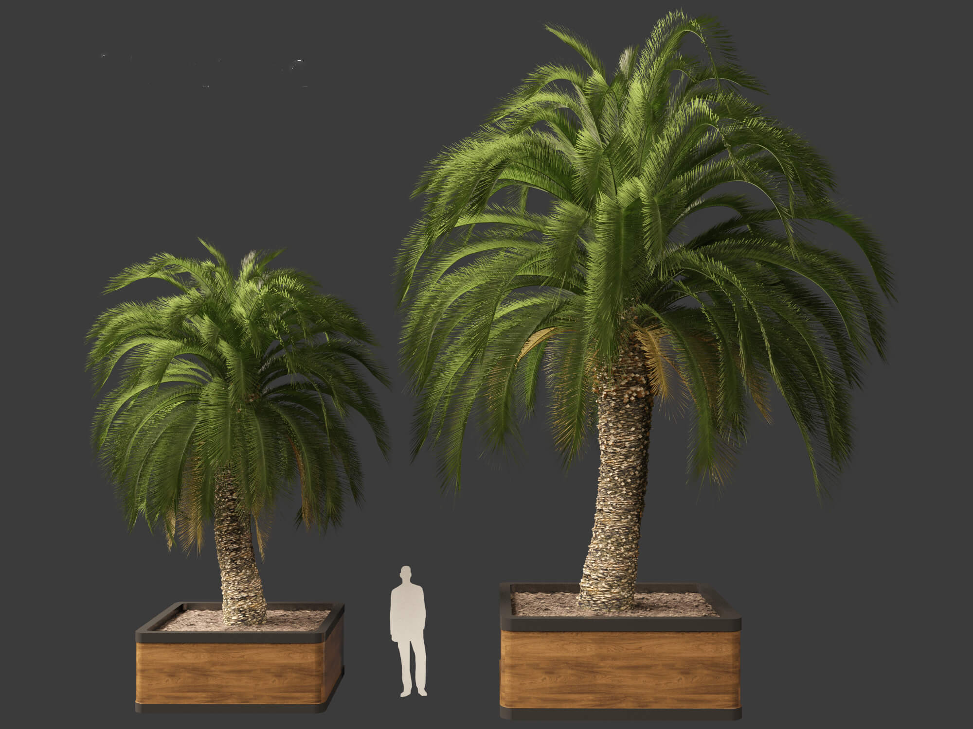 Macrozamia Moorei - Cycad Palm 01 3D Model by 3dgardenplants