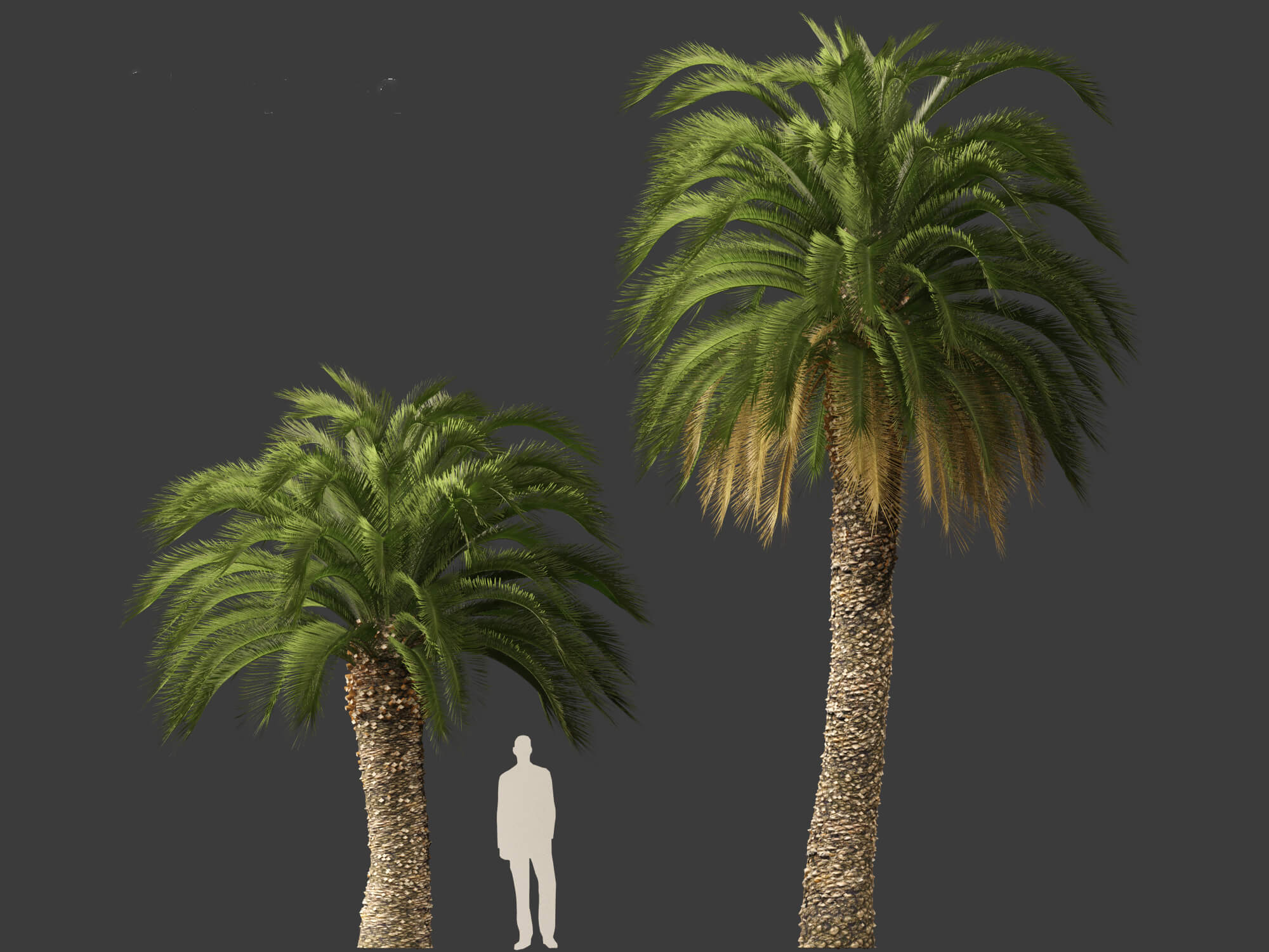 Macrozamia Moorei - Cycad Palm 02 3D Model by 3dgardenplants