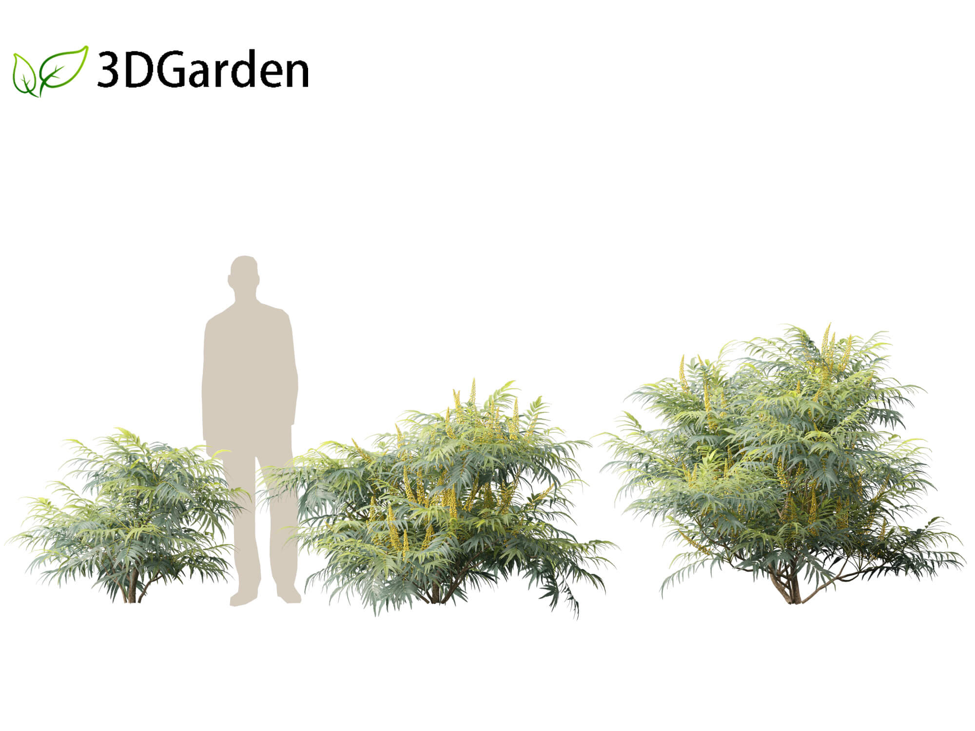 Mahonia Confusa - Narihira Mahonia 3D Model by 3dgardenplants