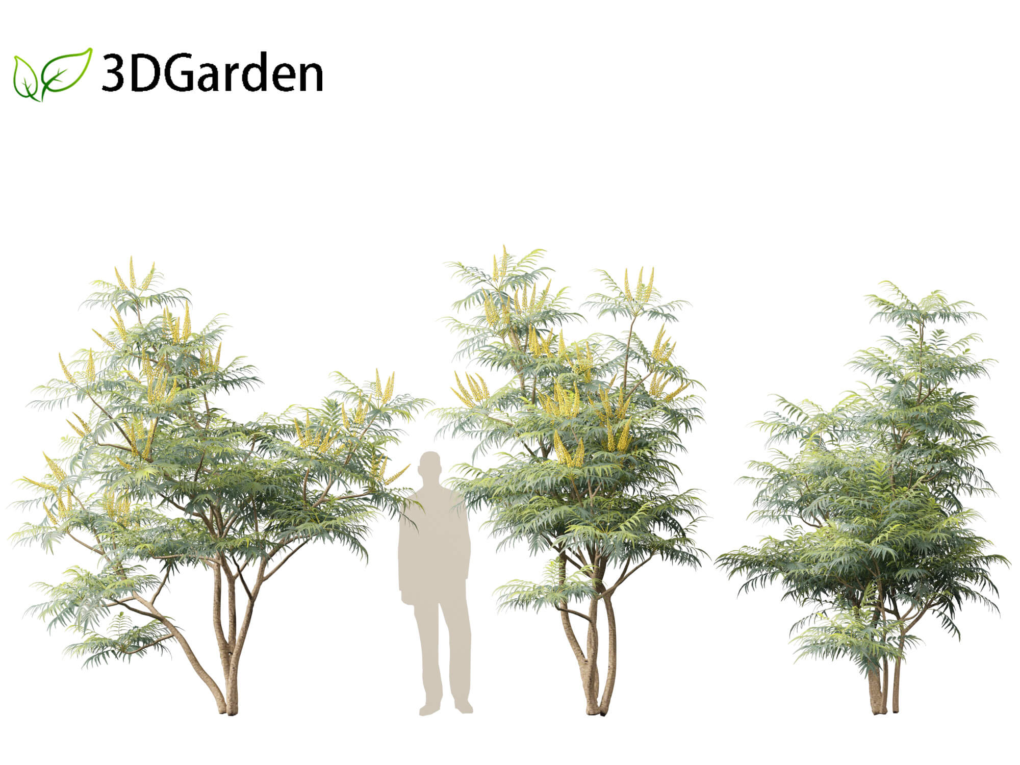 Mahonia Confusa - Narihira Mahonia 3D Model by 3dgardenplants