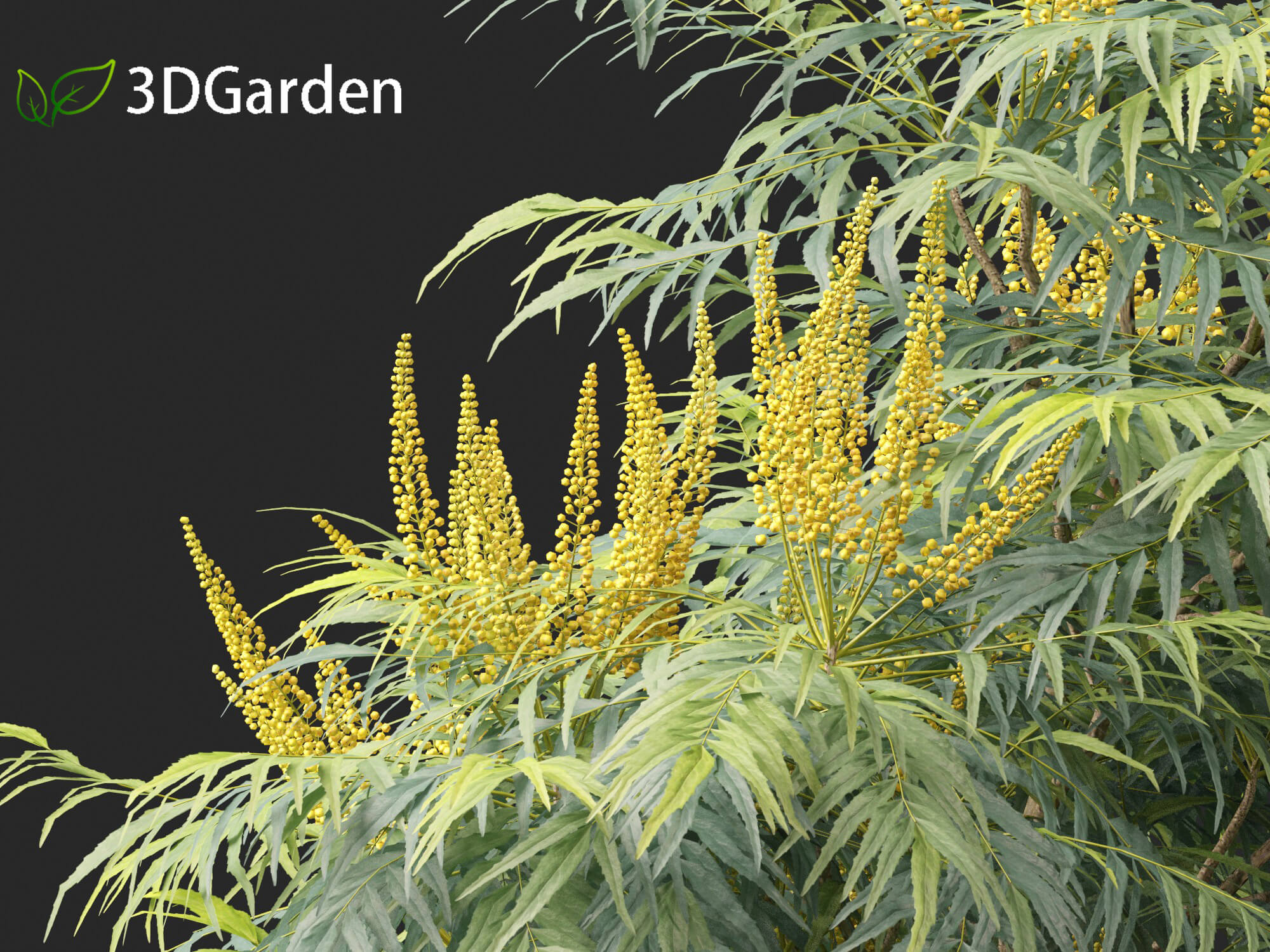 Mahonia Confusa - Narihira Mahonia 3D Model by 3dgardenplants