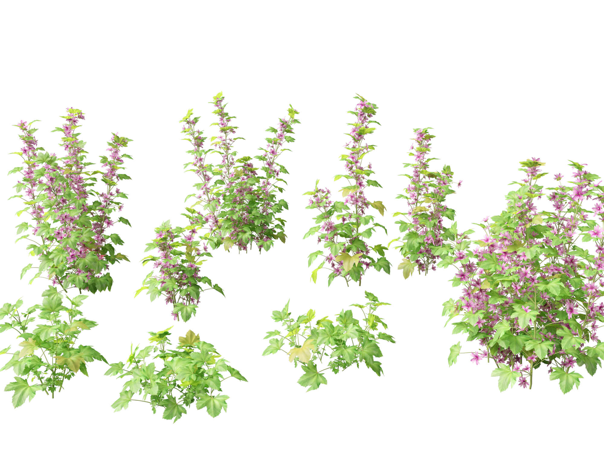 Malva Sylvestris - Common Mallow 3D Model by 3dgardenplants
