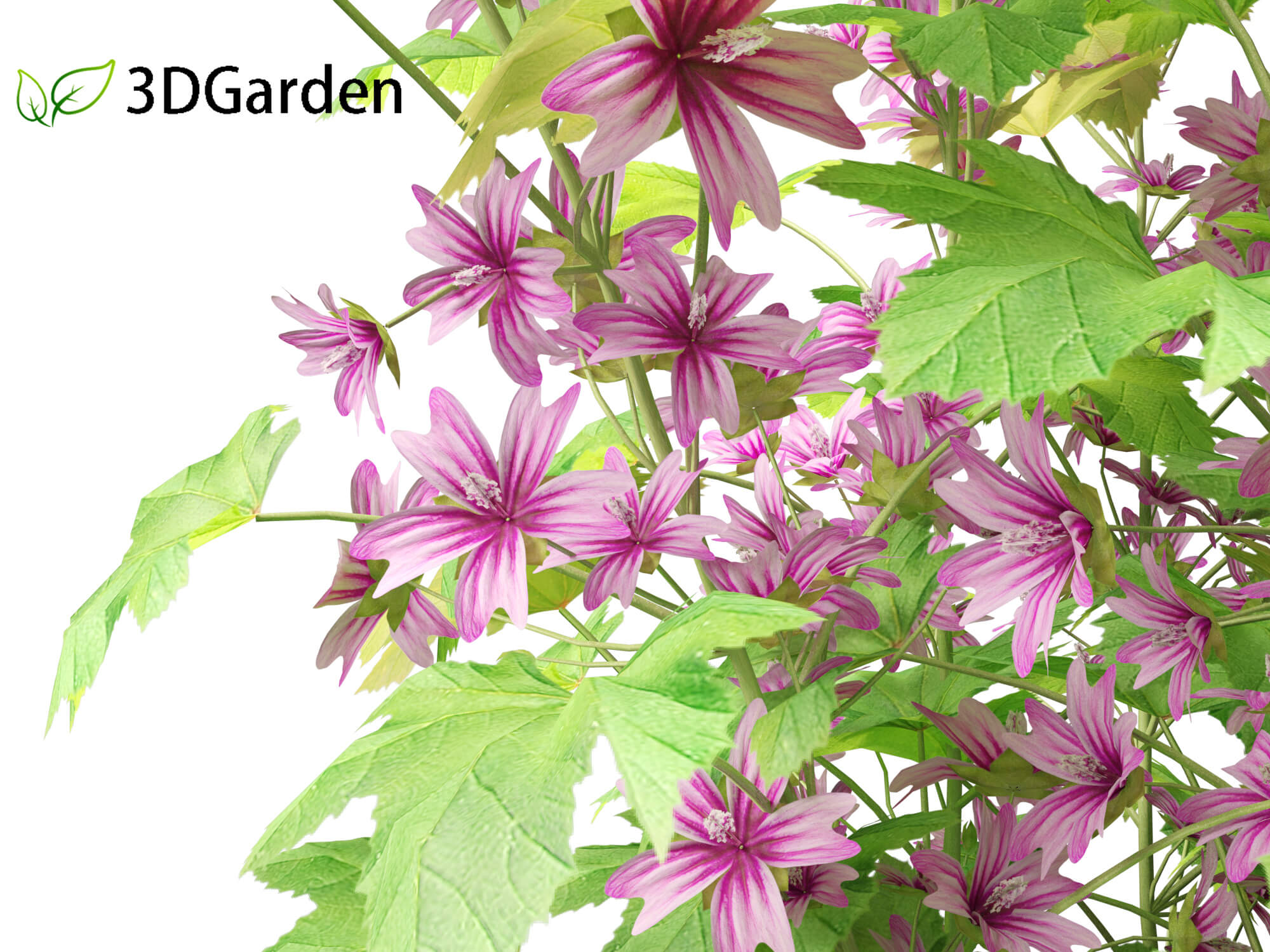Malva Sylvestris - Common Mallow 3D Model by 3dgardenplants