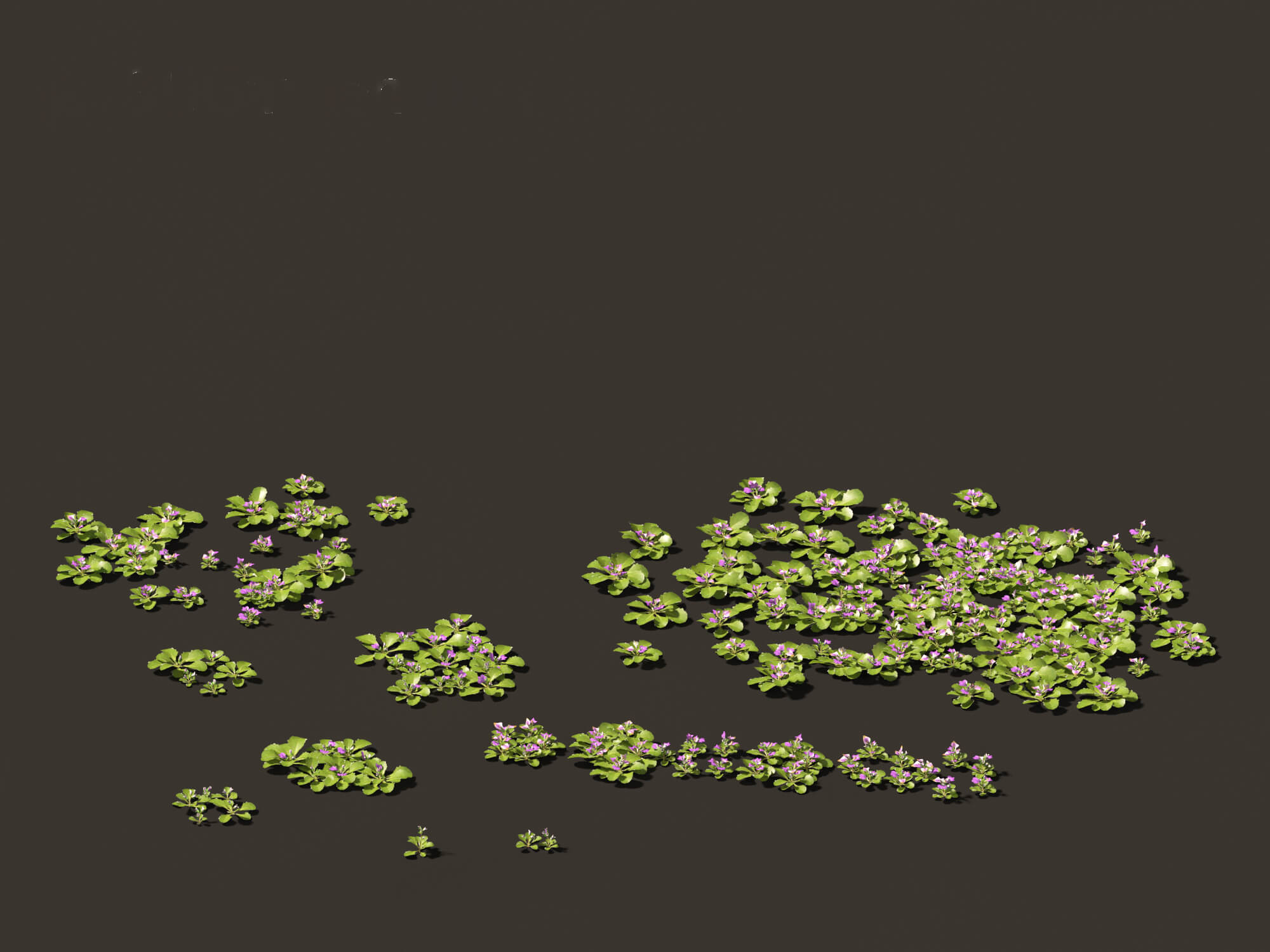 Mazus Pumilus - Japanese Mazus 3D Model by 3dgardenplants