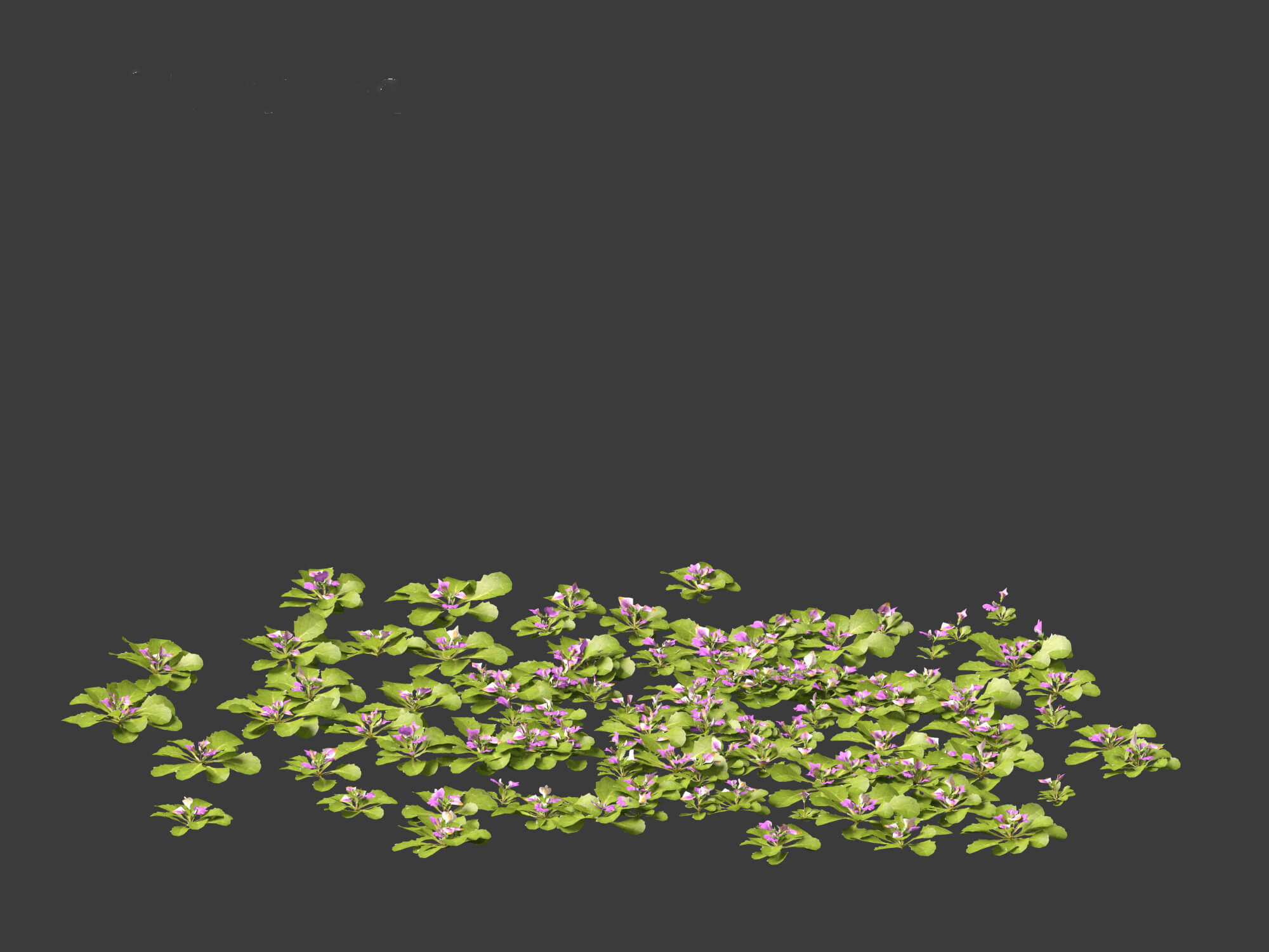 Mazus Pumilus - Japanese Mazus 3D Model by 3dgardenplants