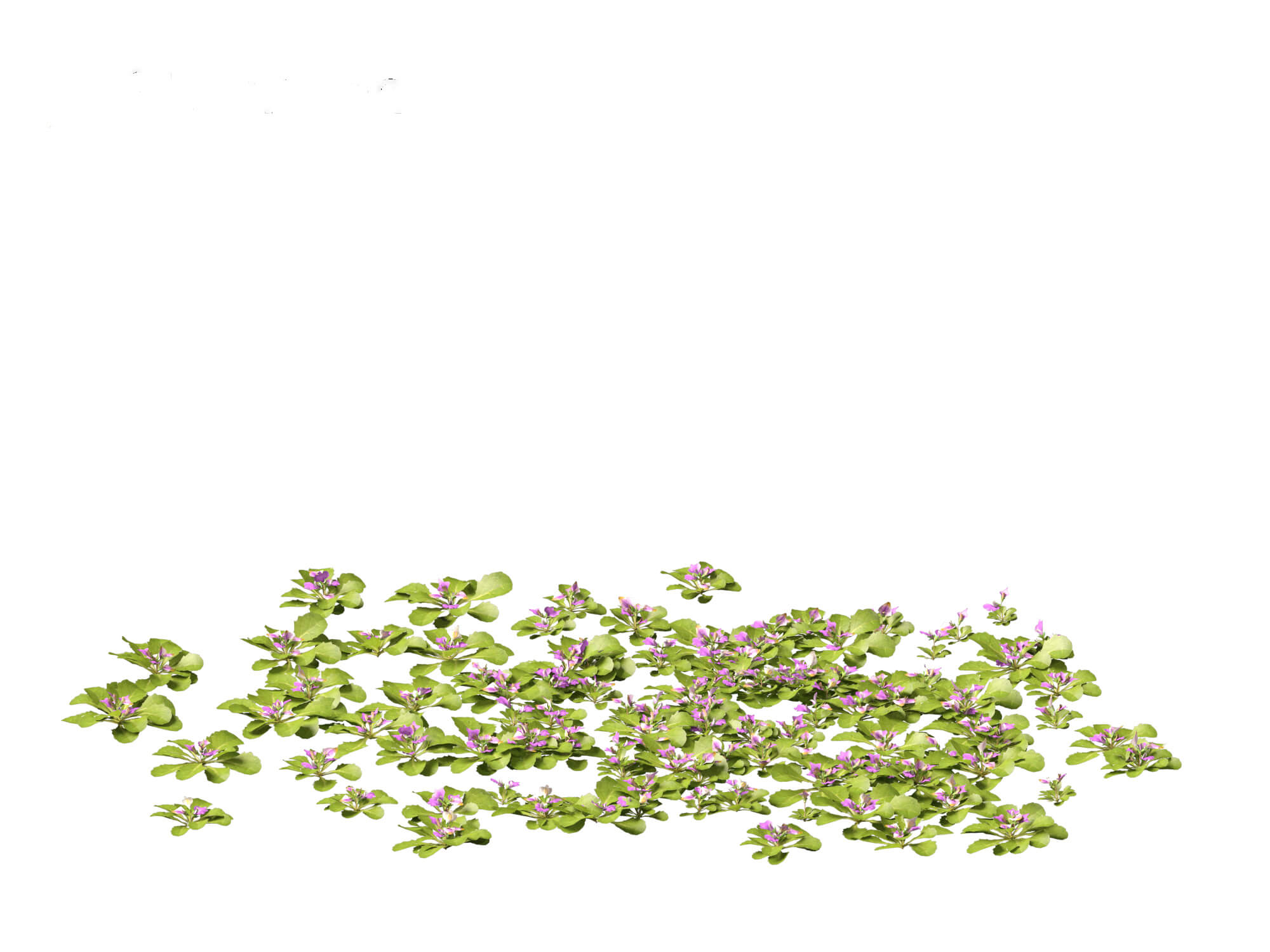 Mazus Pumilus - Japanese Mazus 3D Model by 3dgardenplants