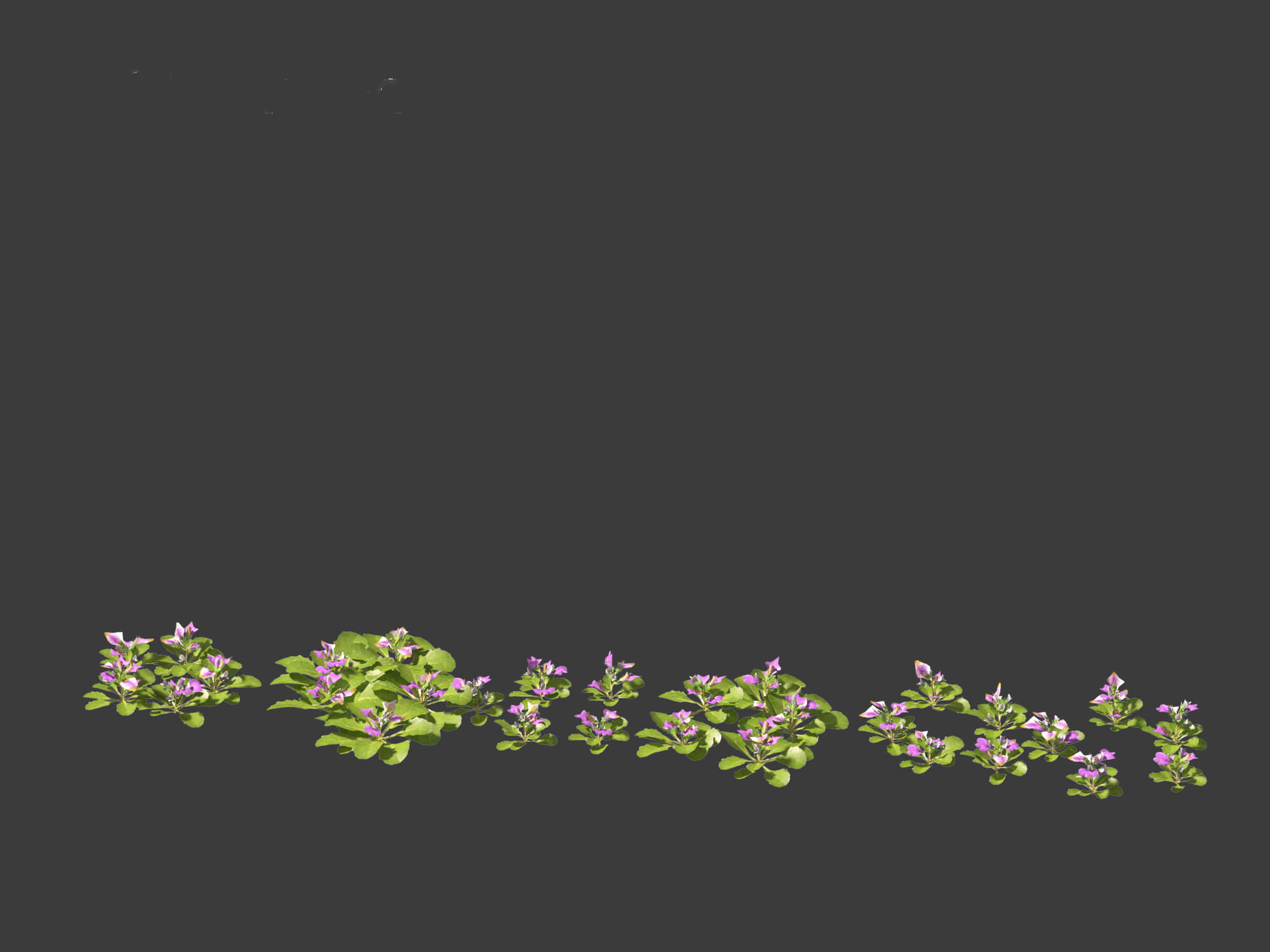 Mazus Pumilus - Japanese Mazus 3D Model by 3dgardenplants