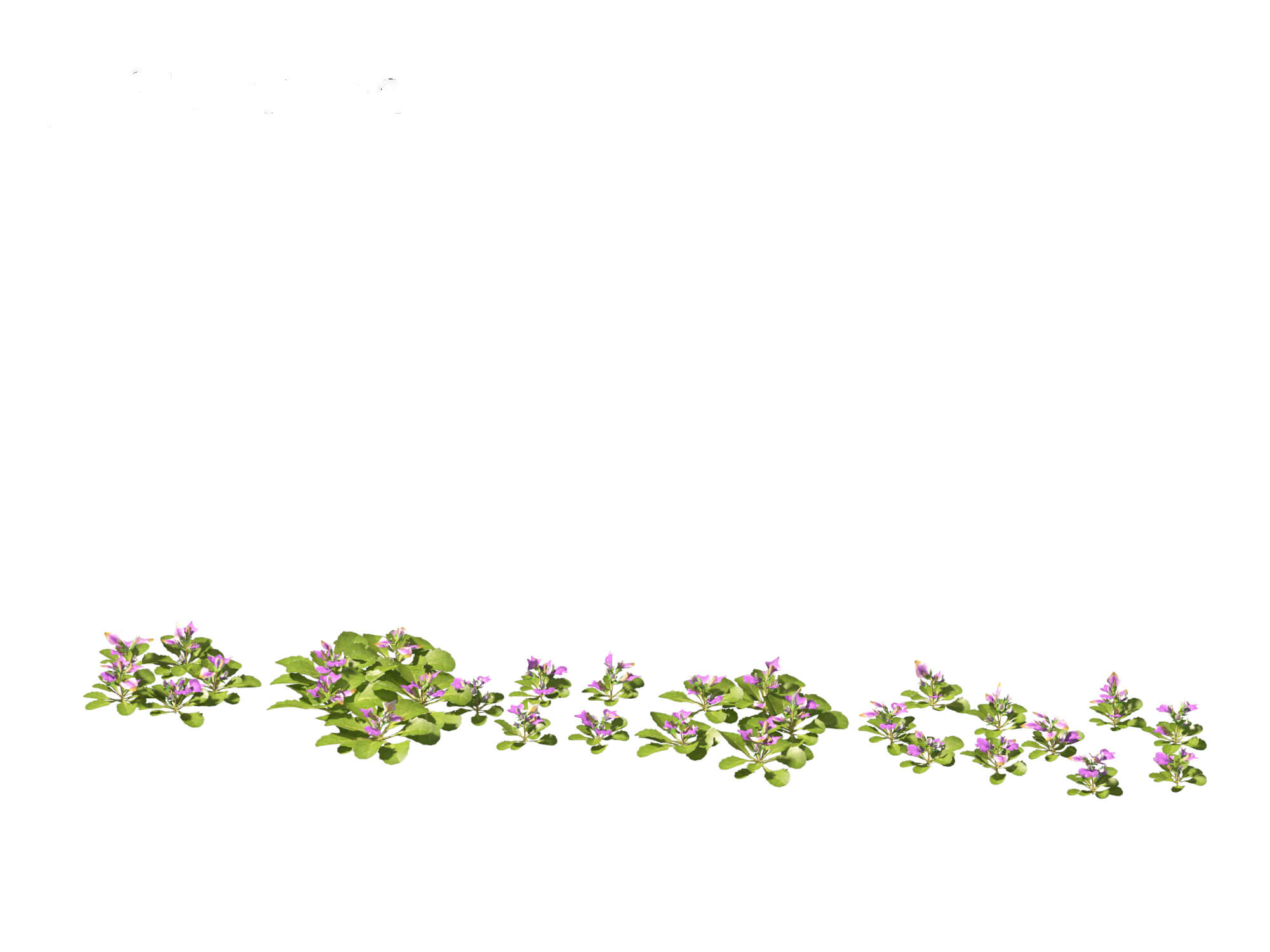 Mazus Pumilus - Japanese Mazus 3D Model by 3dgardenplants