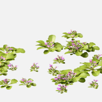 Mazus Pumilus - Japanese Mazus 3D Model by 3dgardenplants