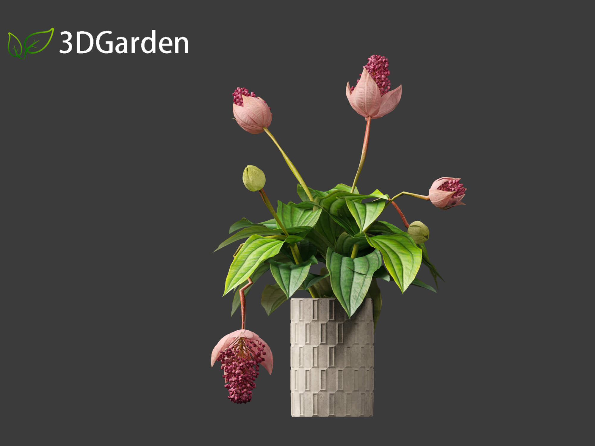 Medinilla Magnifica - Rose Grape 3D Model by 3dgardenplants