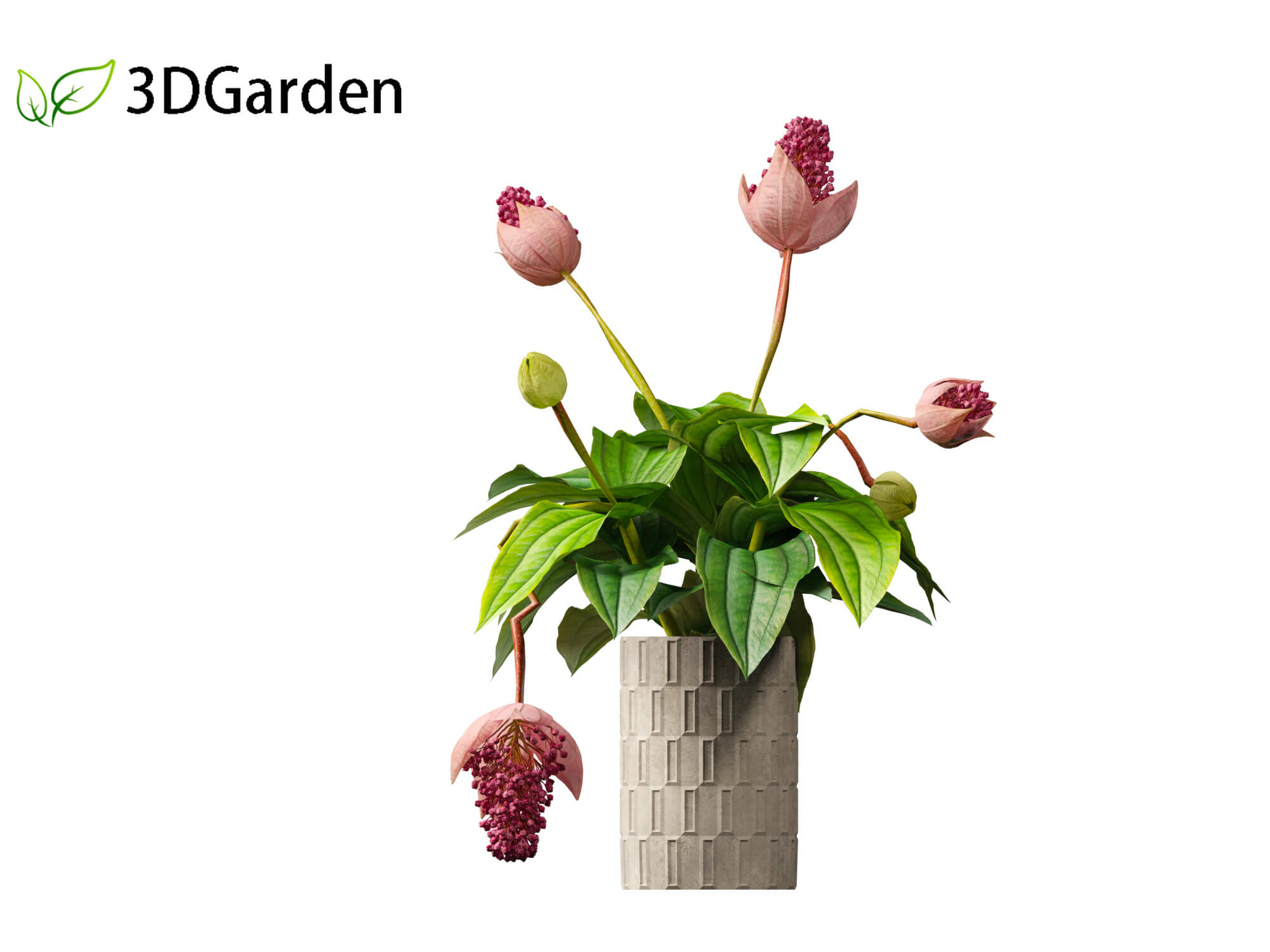 Medinilla Magnifica - Rose Grape 3D Model by 3dgardenplants
