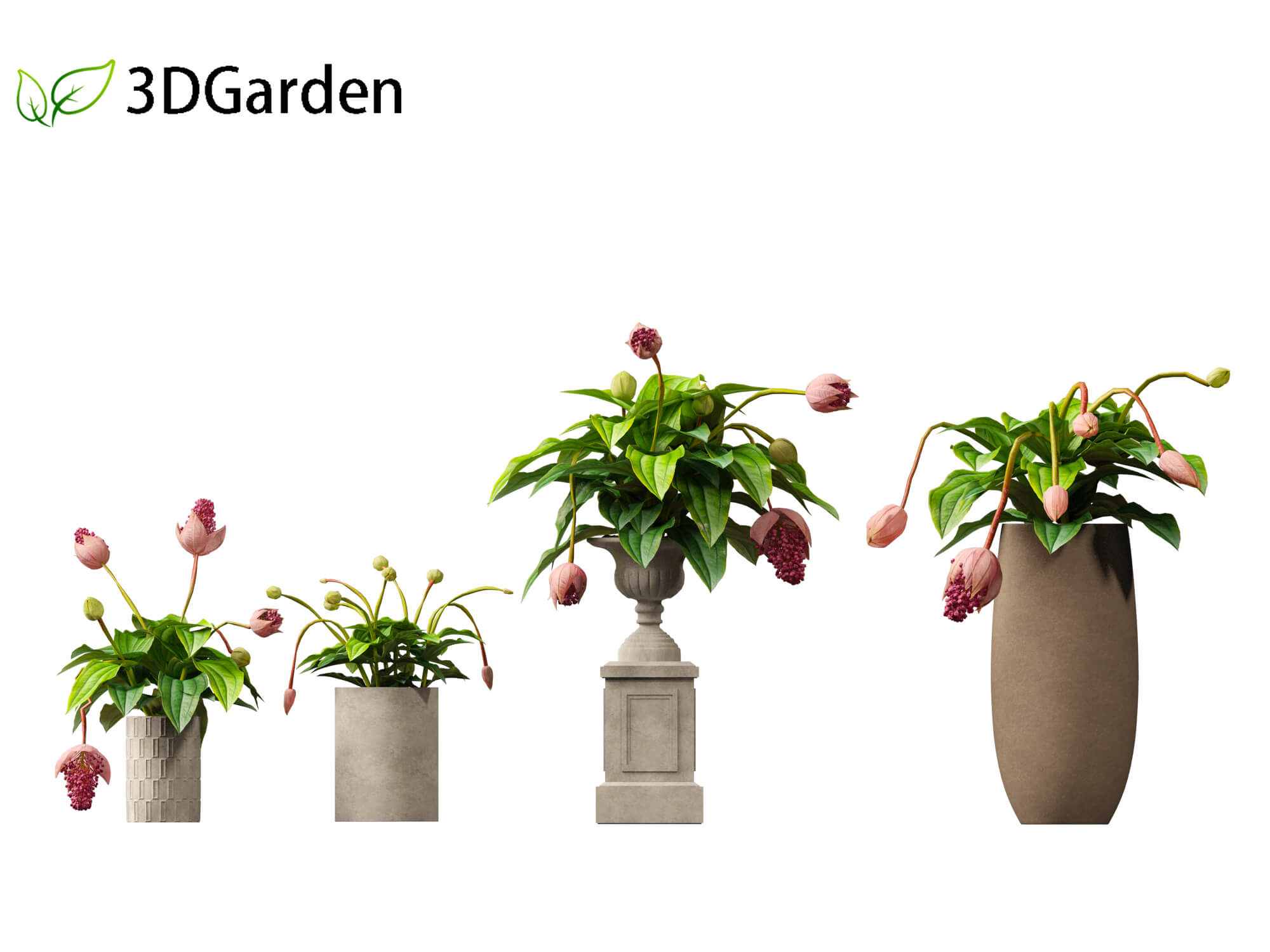 Medinilla Magnifica - Rose Grape 3D Model by 3dgardenplants