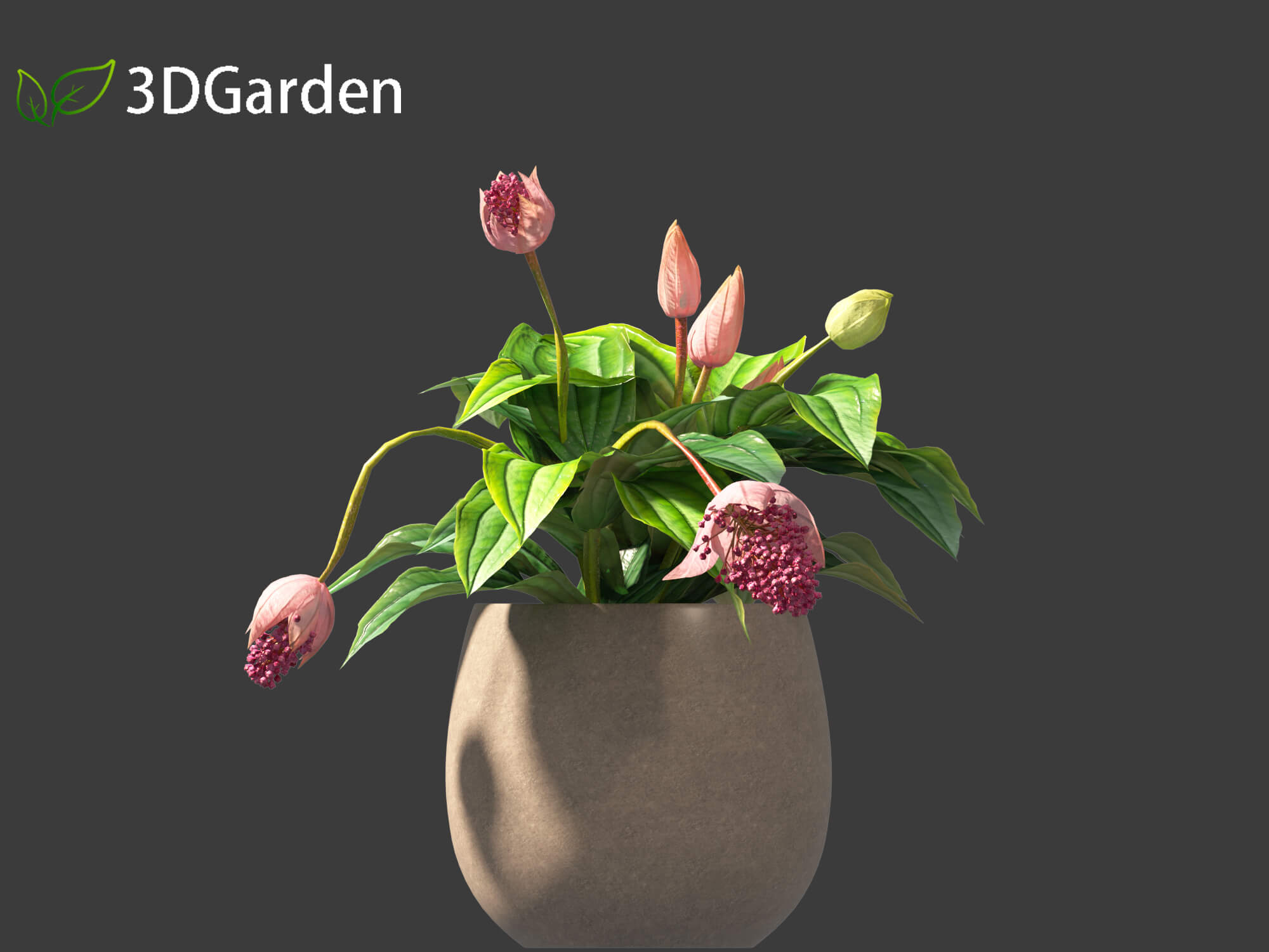 Medinilla Magnifica - Rose Grape 3D Model by 3dgardenplants