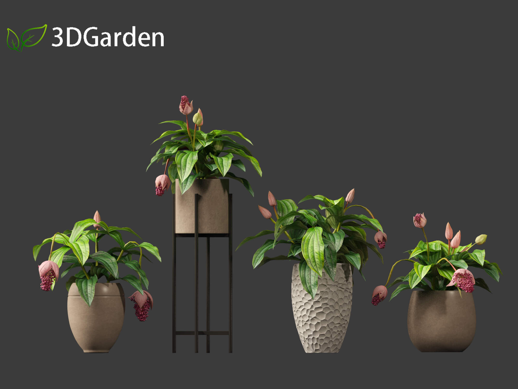 Medinilla Magnifica - Rose Grape 3D Model by 3dgardenplants