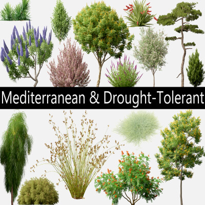 Mediterranean & Drought-Tolerant Pack 52 3D Model by 3dgardenplants