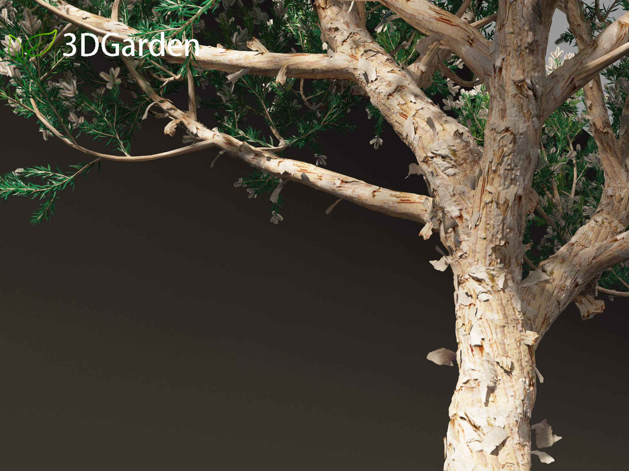 Melaleuca Linariifolia - Flax-Leaved Paperbark 3D Model by 3dgardenplants