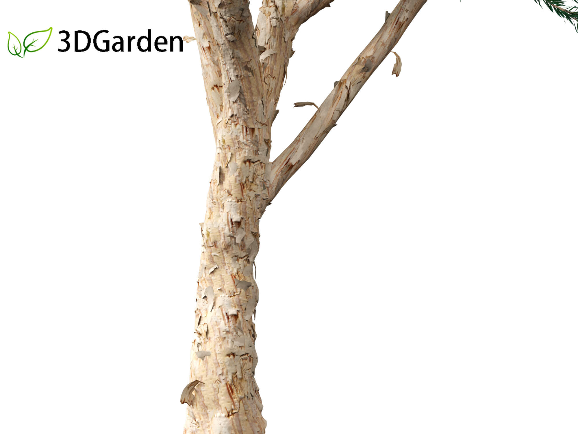 Melaleuca Linariifolia - Flax-Leaved Paperbark 3D Model by 3dgardenplants