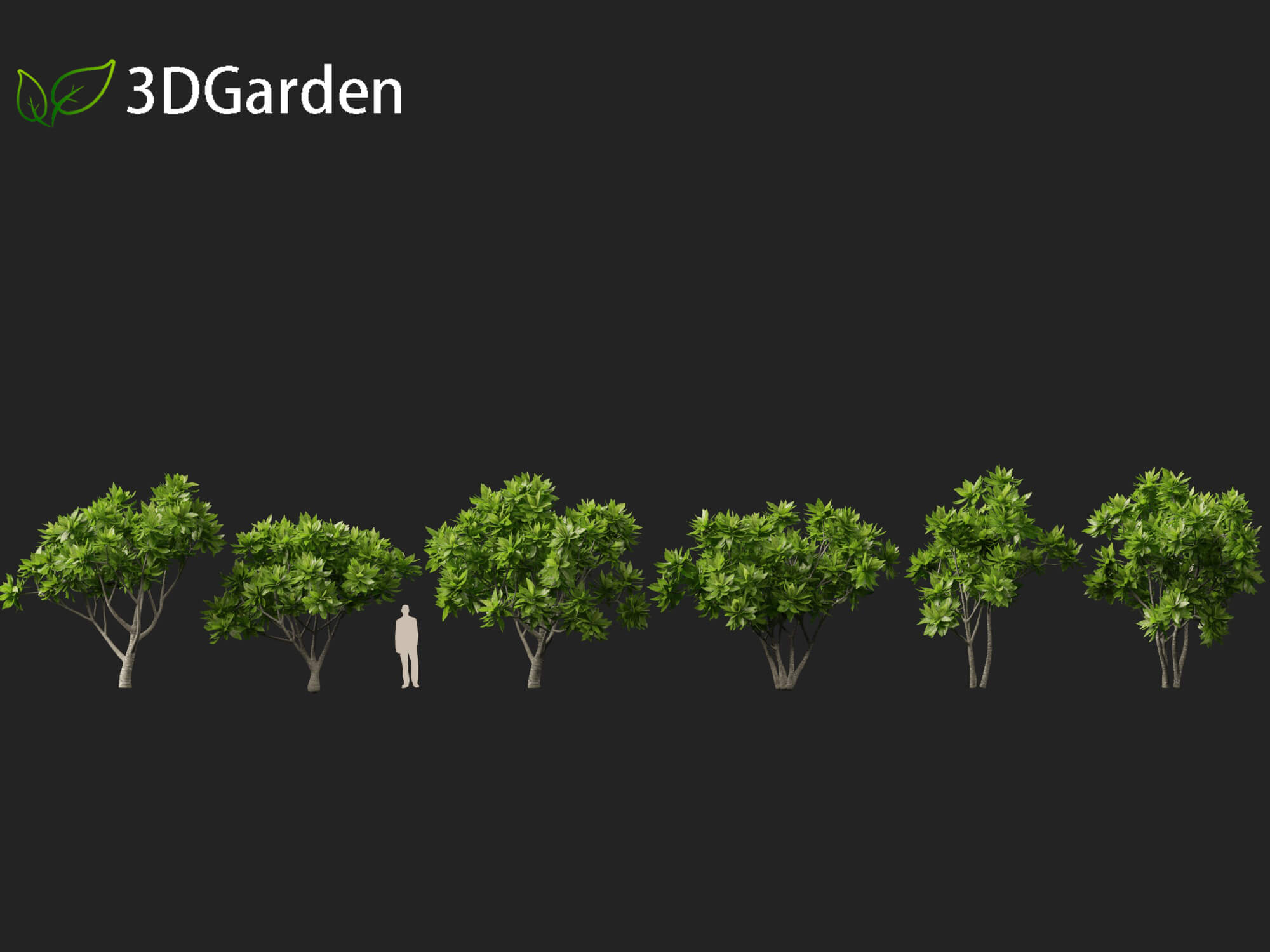 Meryta Sinclairii - Pukanui 3D Model by 3dgardenplants