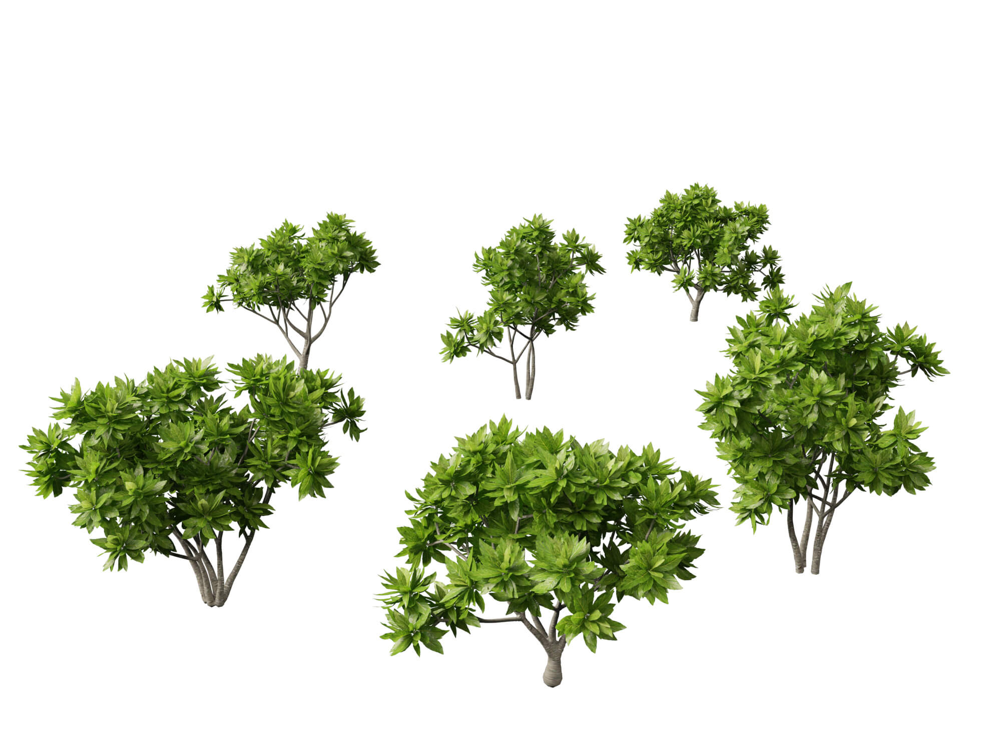 Meryta Sinclairii - Pukanui 3D Model by 3dgardenplants